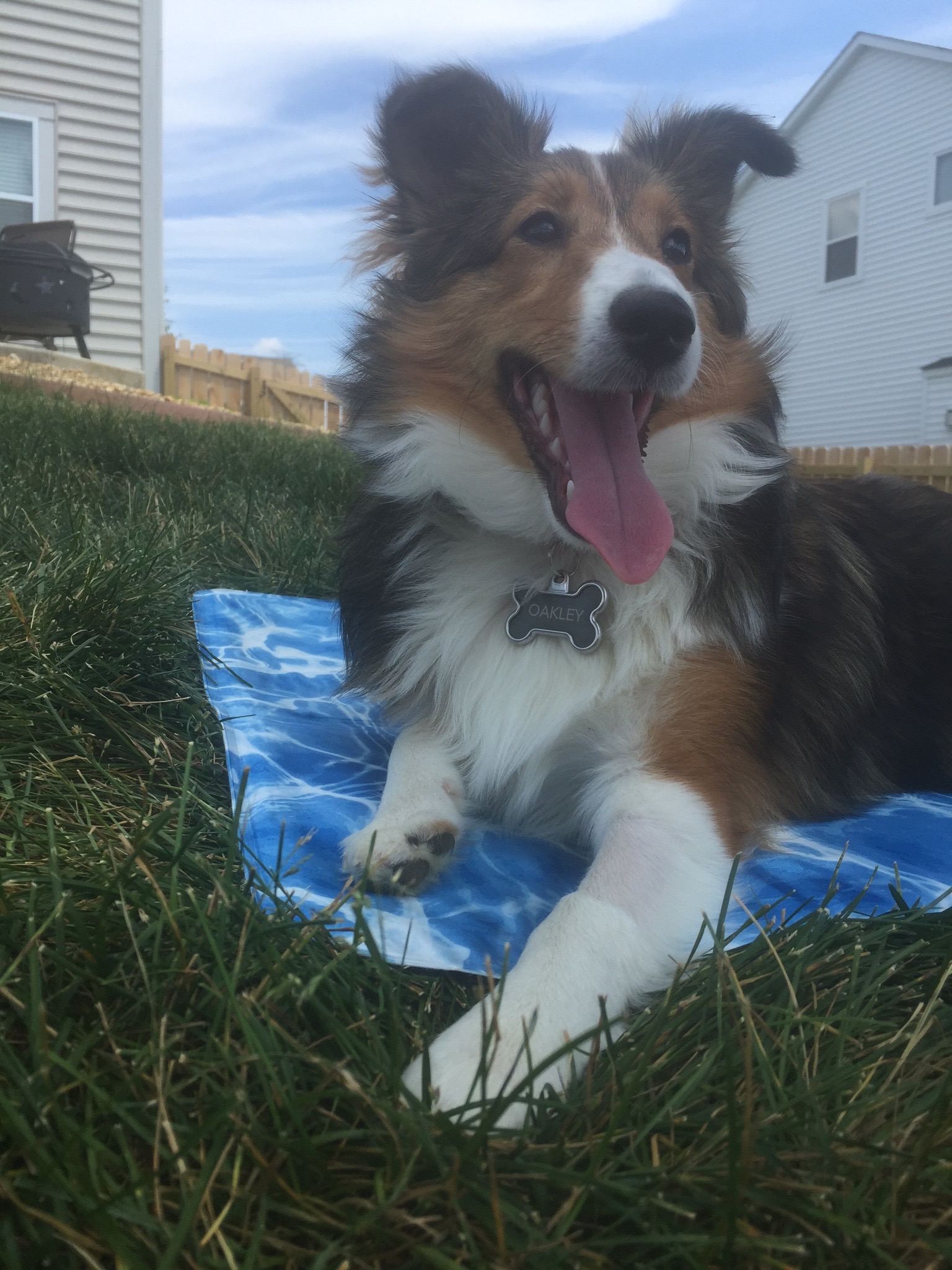 Oakley enjoying her new cool mat | Scrolller