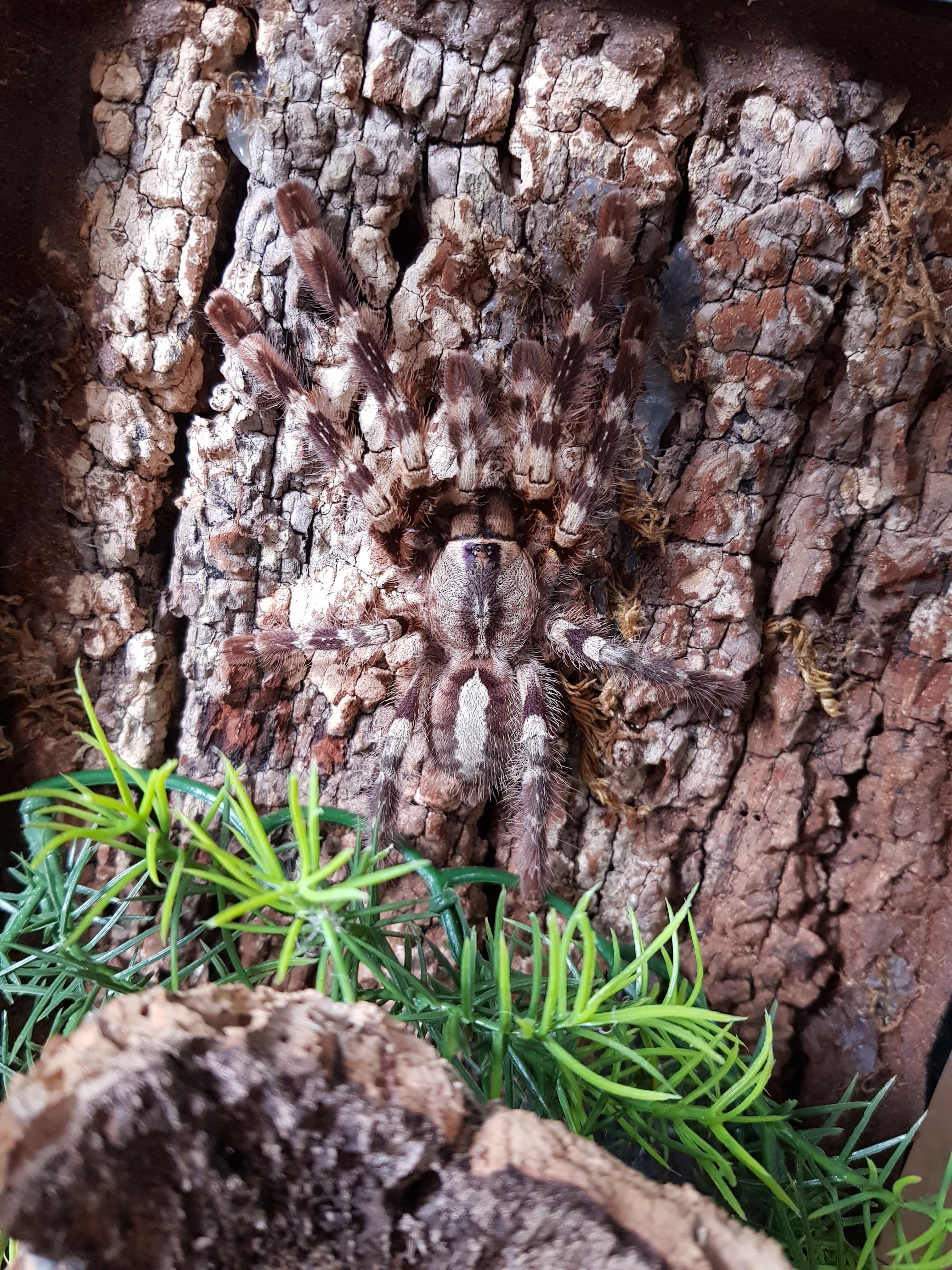 [OC] Camouflaged | Scrolller