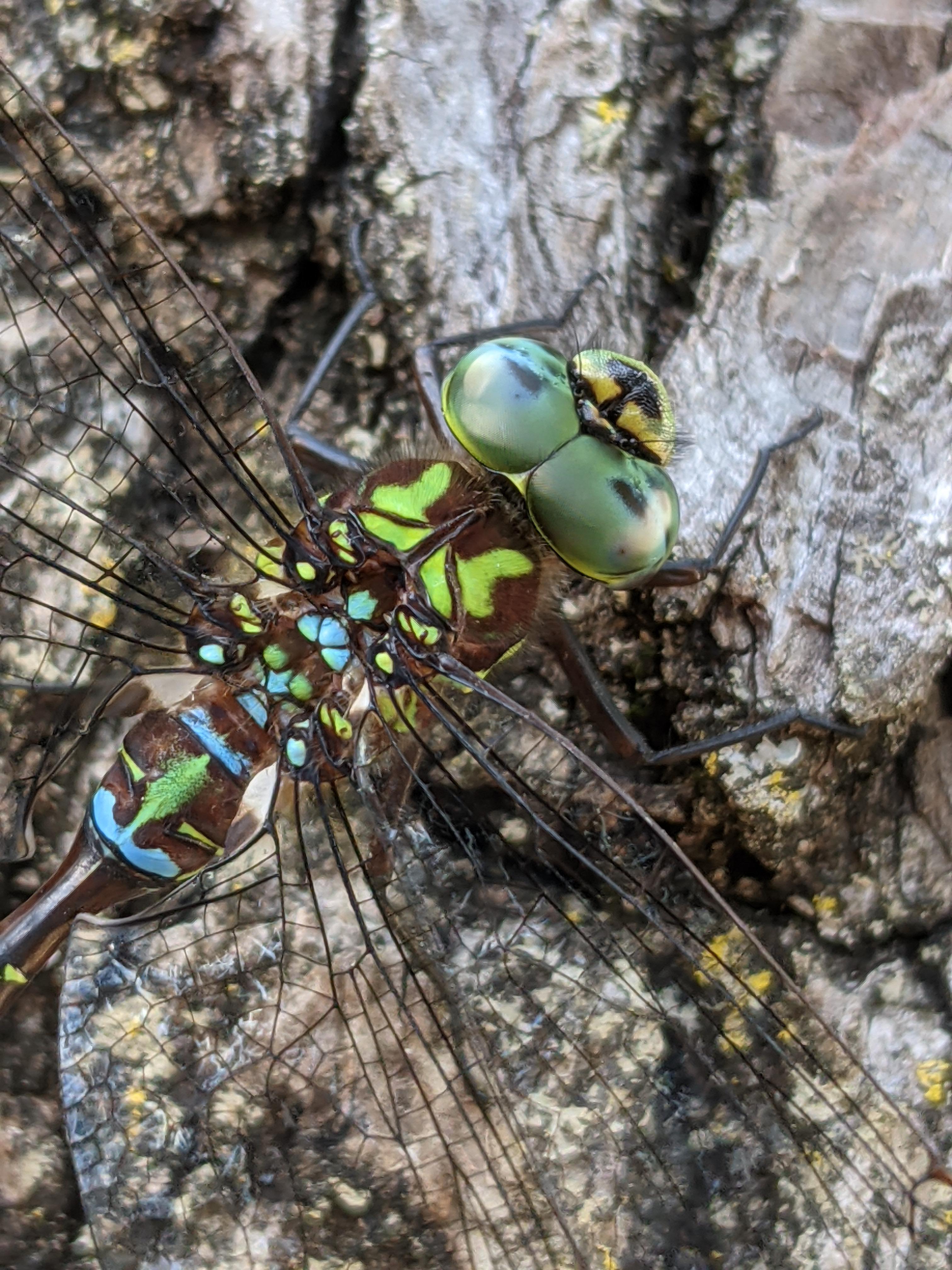 [OC] Dragonfly | Scrolller