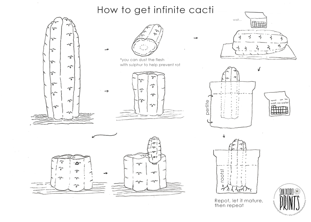 [oc] how to get infinite cacti | Scrolller