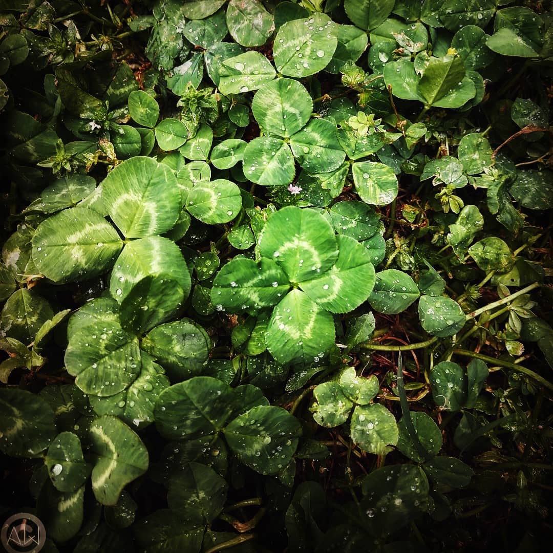 (OC) White Clover, Trifolium repens [3000×3200] | Scrolller