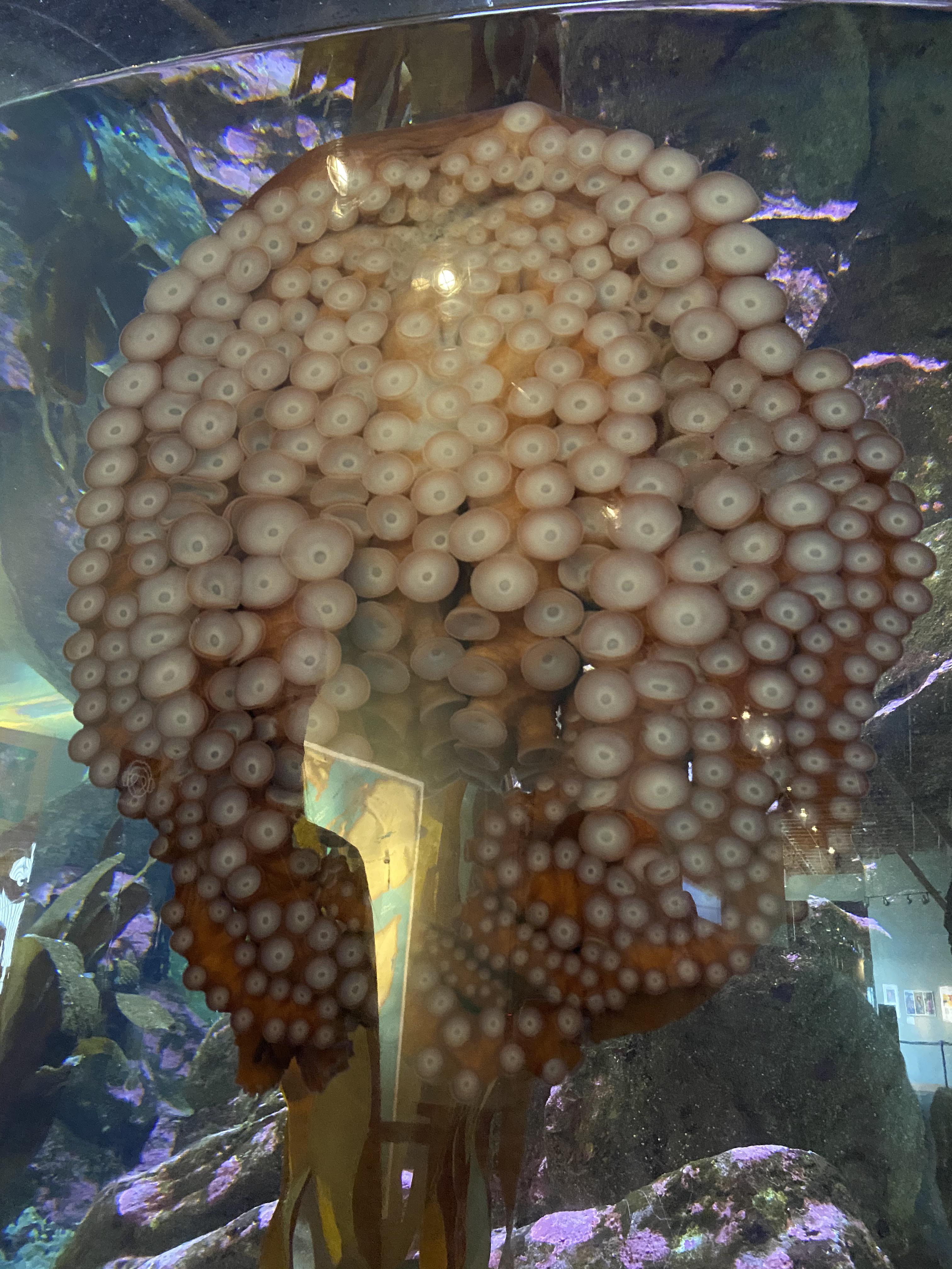 Octopus. | Scrolller