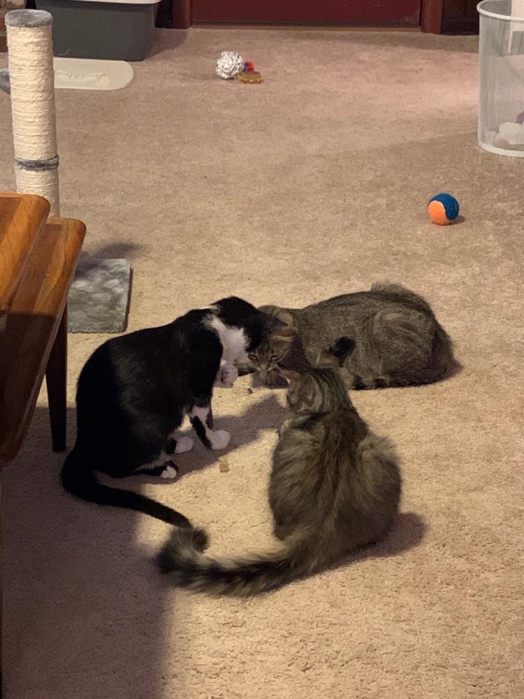 Offical first stink bug meeting of the year! | Scrolller