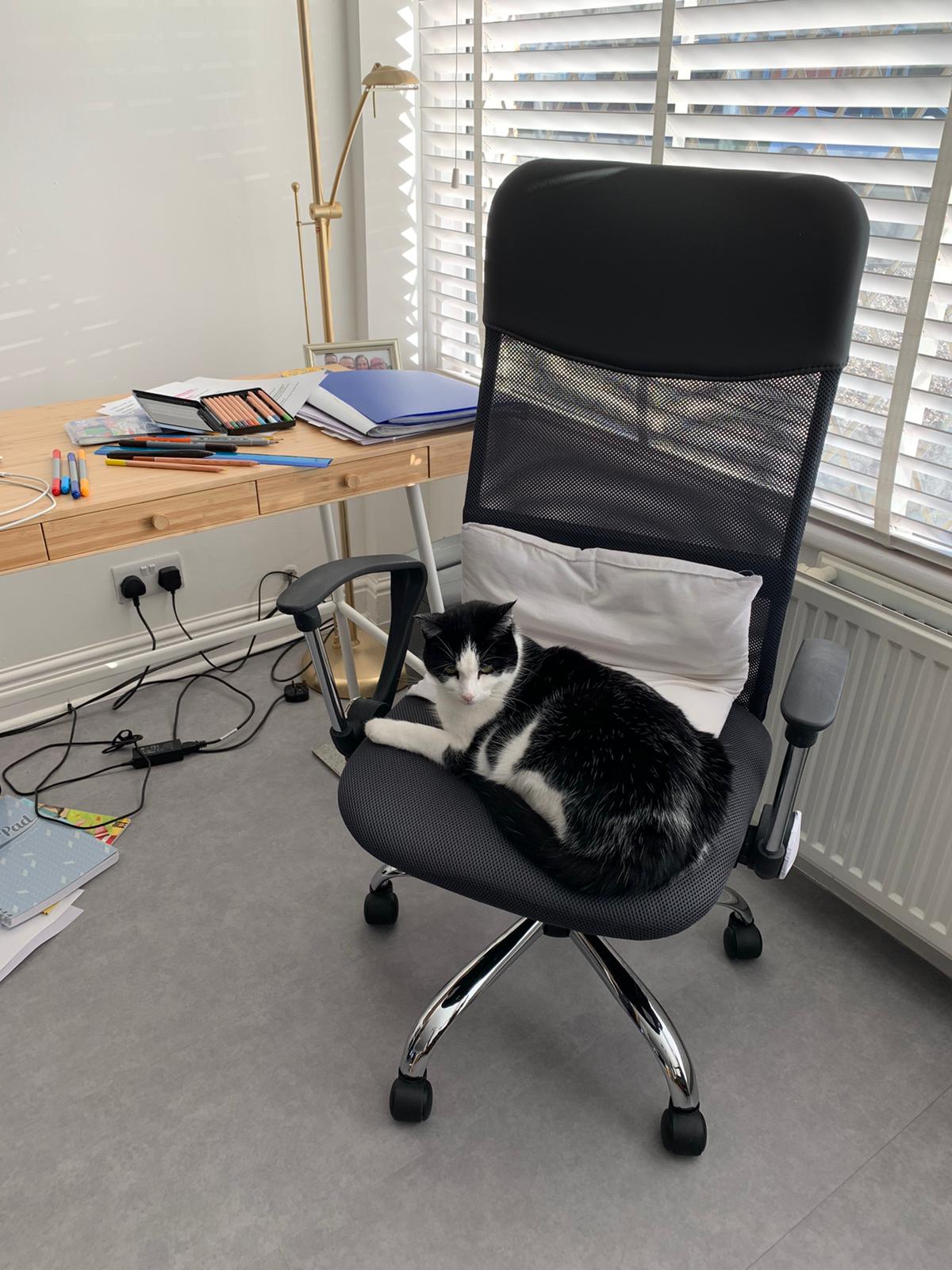 office chair invasion | Scrolller