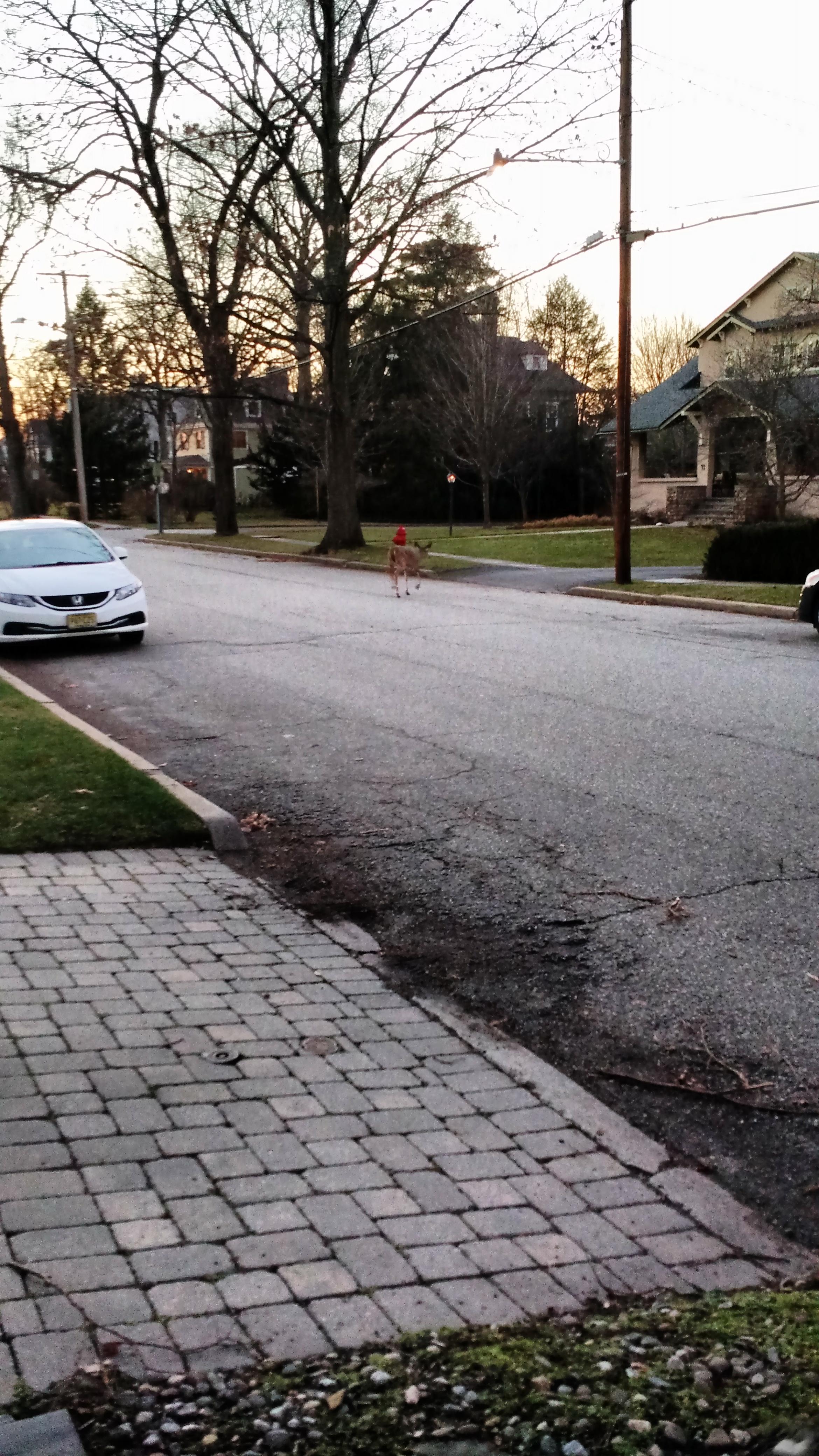 Oh deer, Hillside Avenue | Scrolller