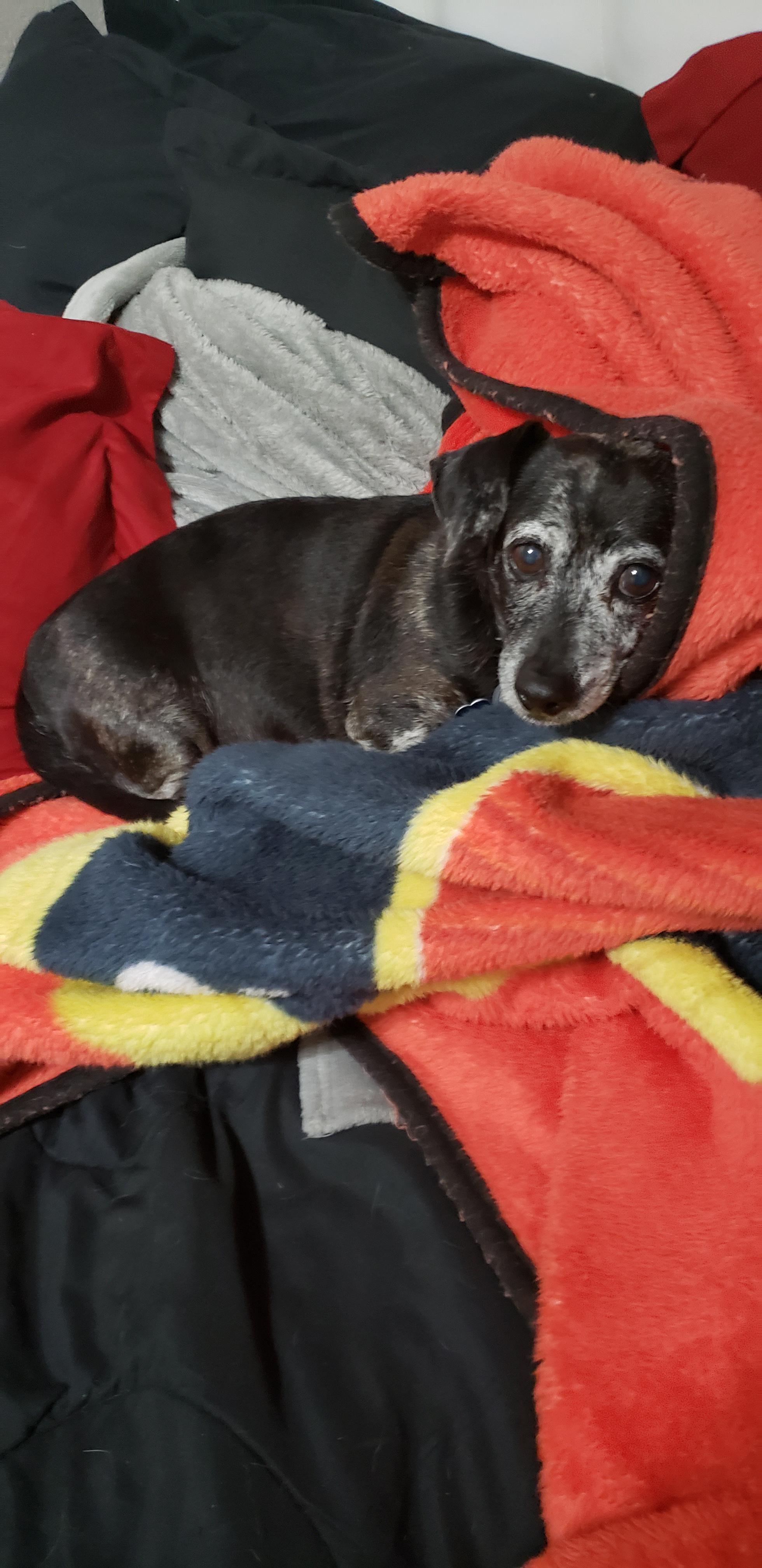 Old Dogger Loaf | Scrolller