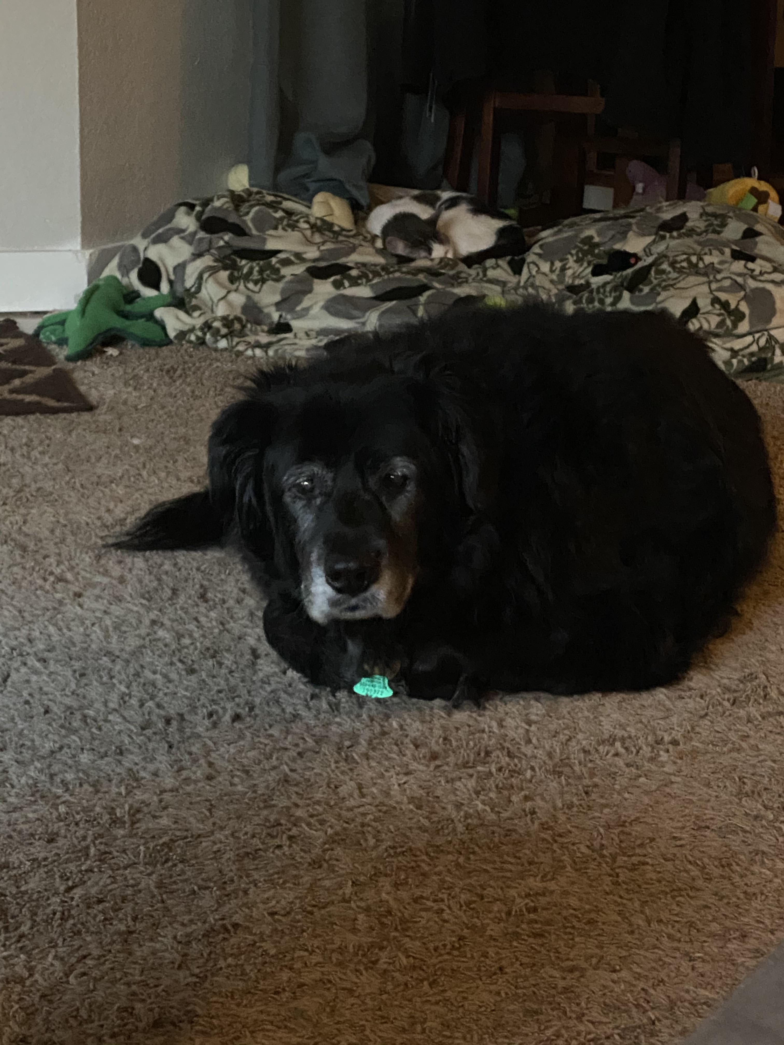 Old good boi loaf | Scrolller