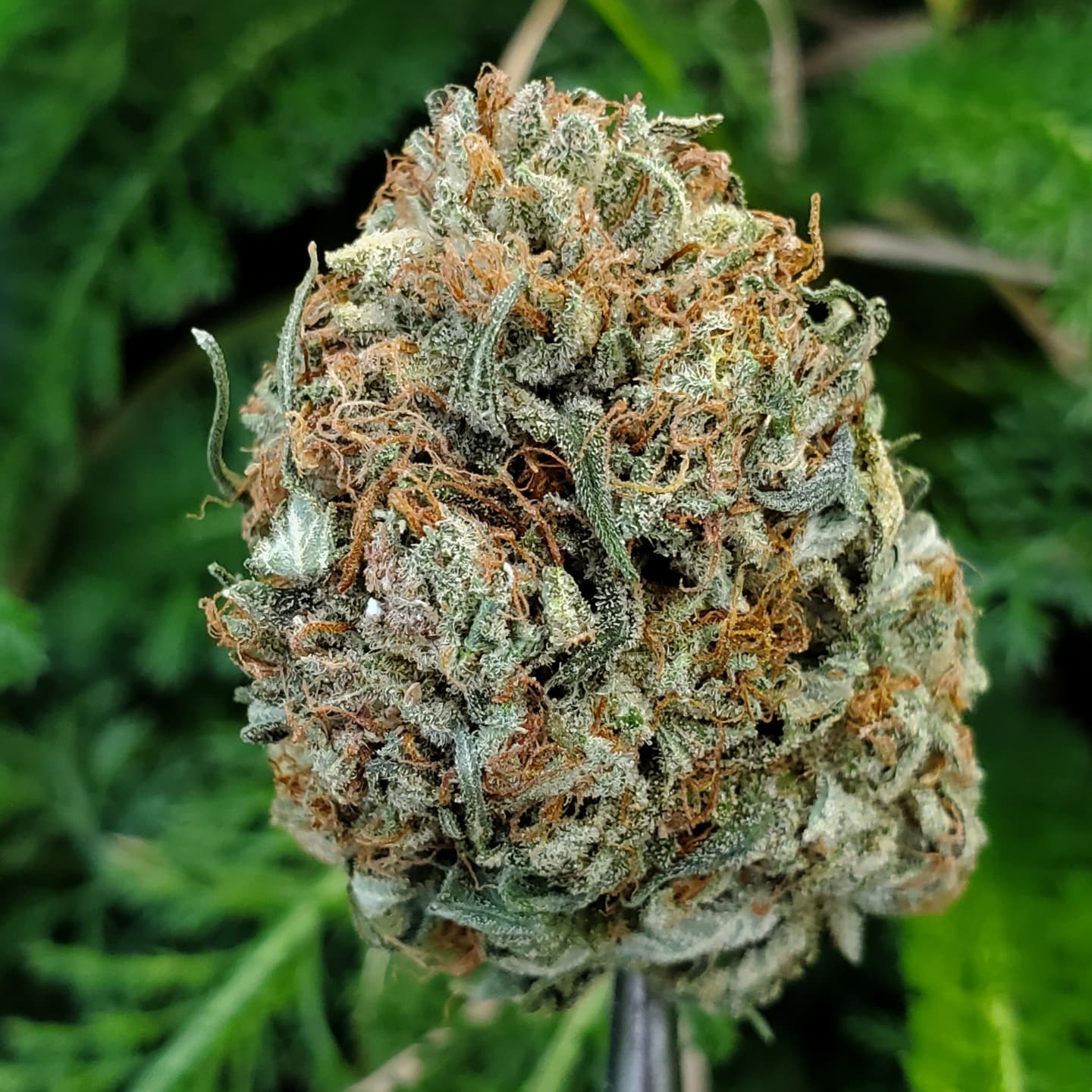 Old School OG | Scrolller