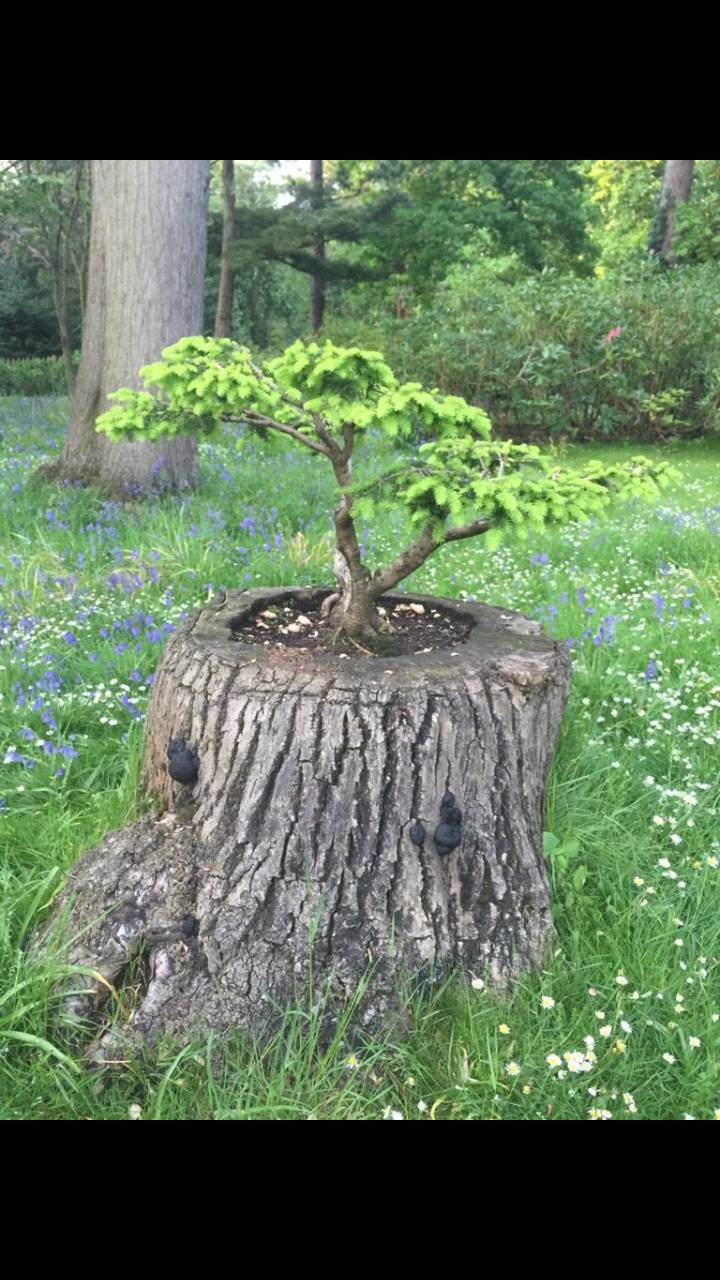 Old stump in my yard with another tree growing out of it | Scrolller