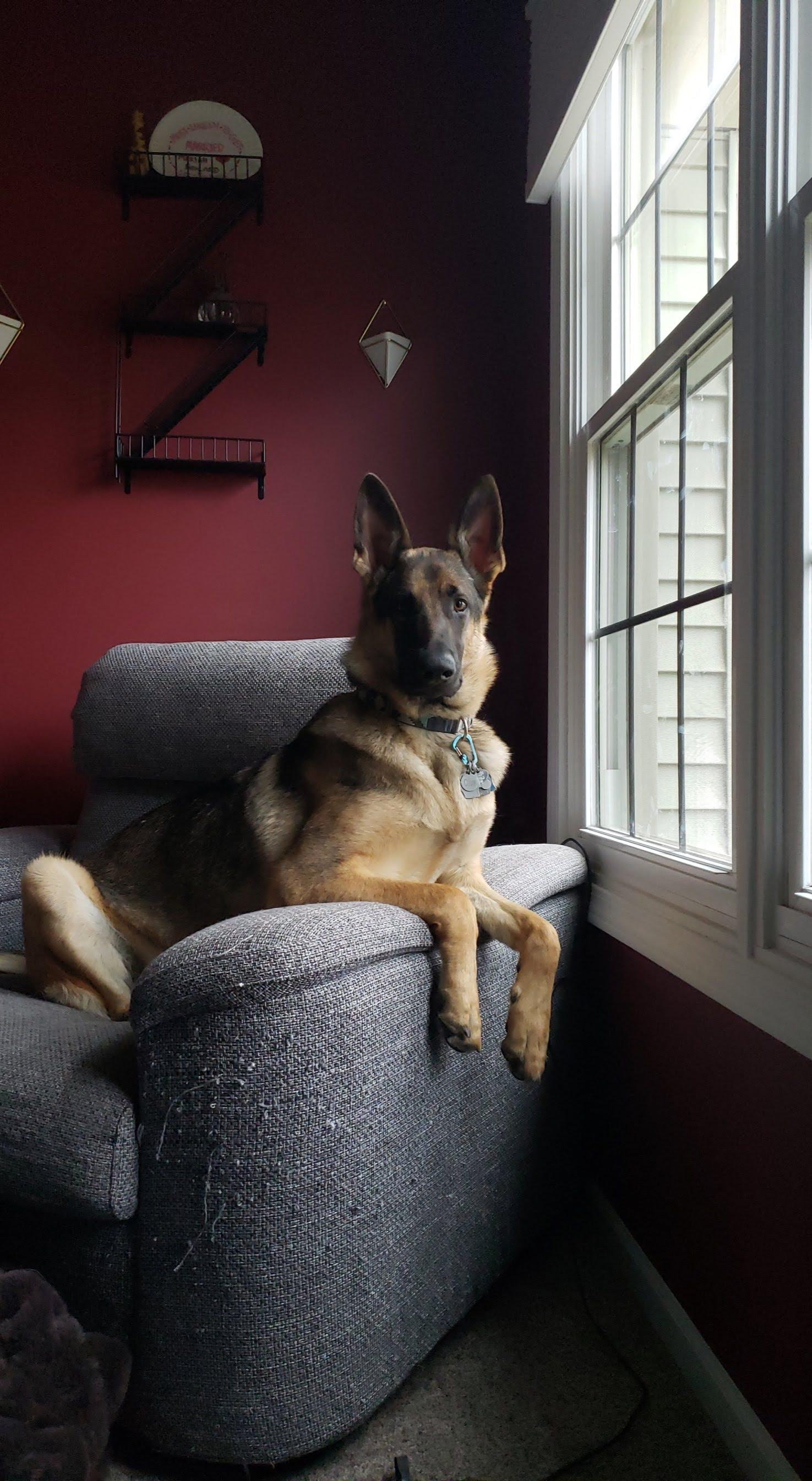 Olive looking very distinguished | Scrolller