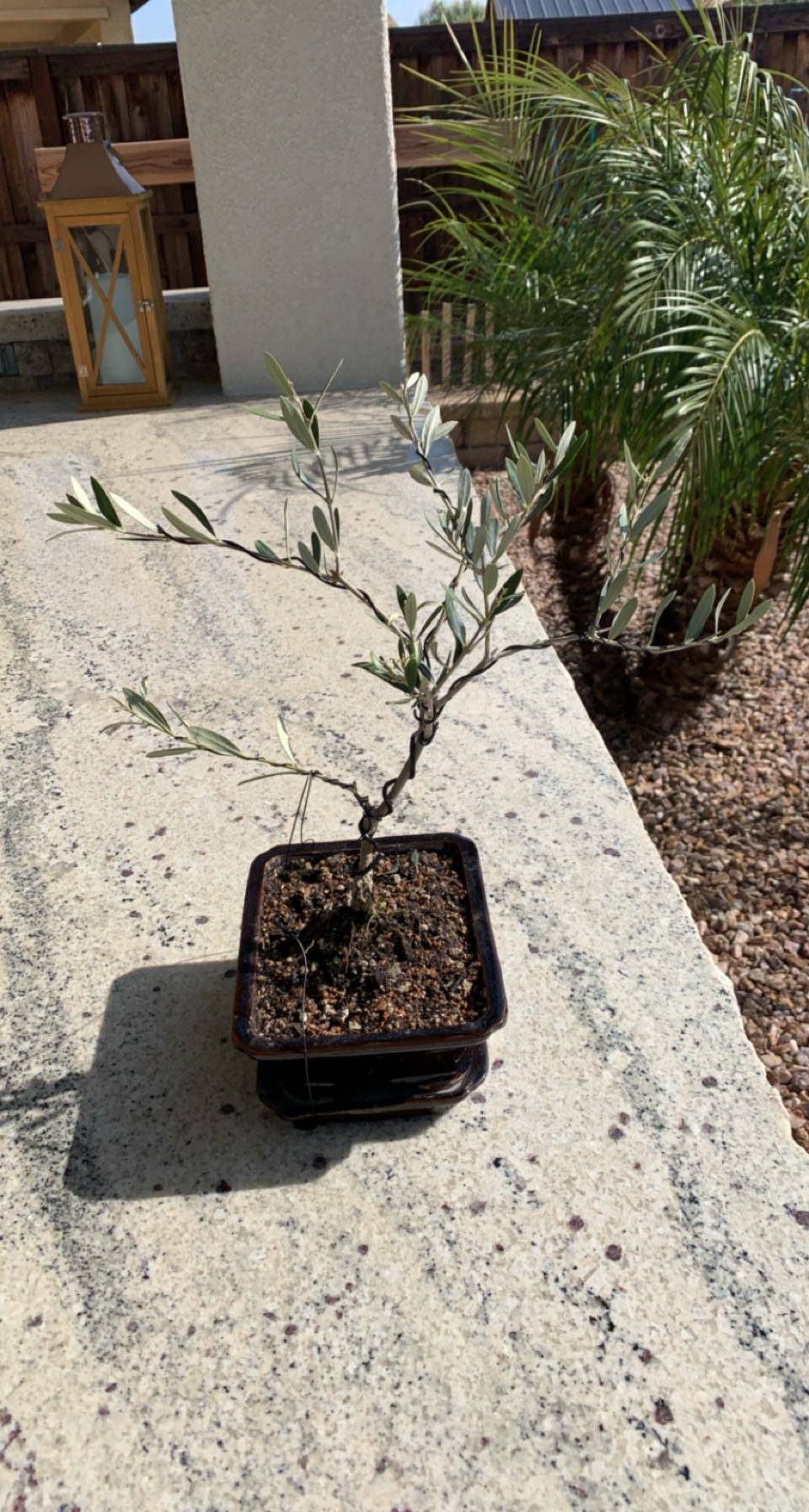 Olive Tree pre - Bonsai what do you think? | Scrolller