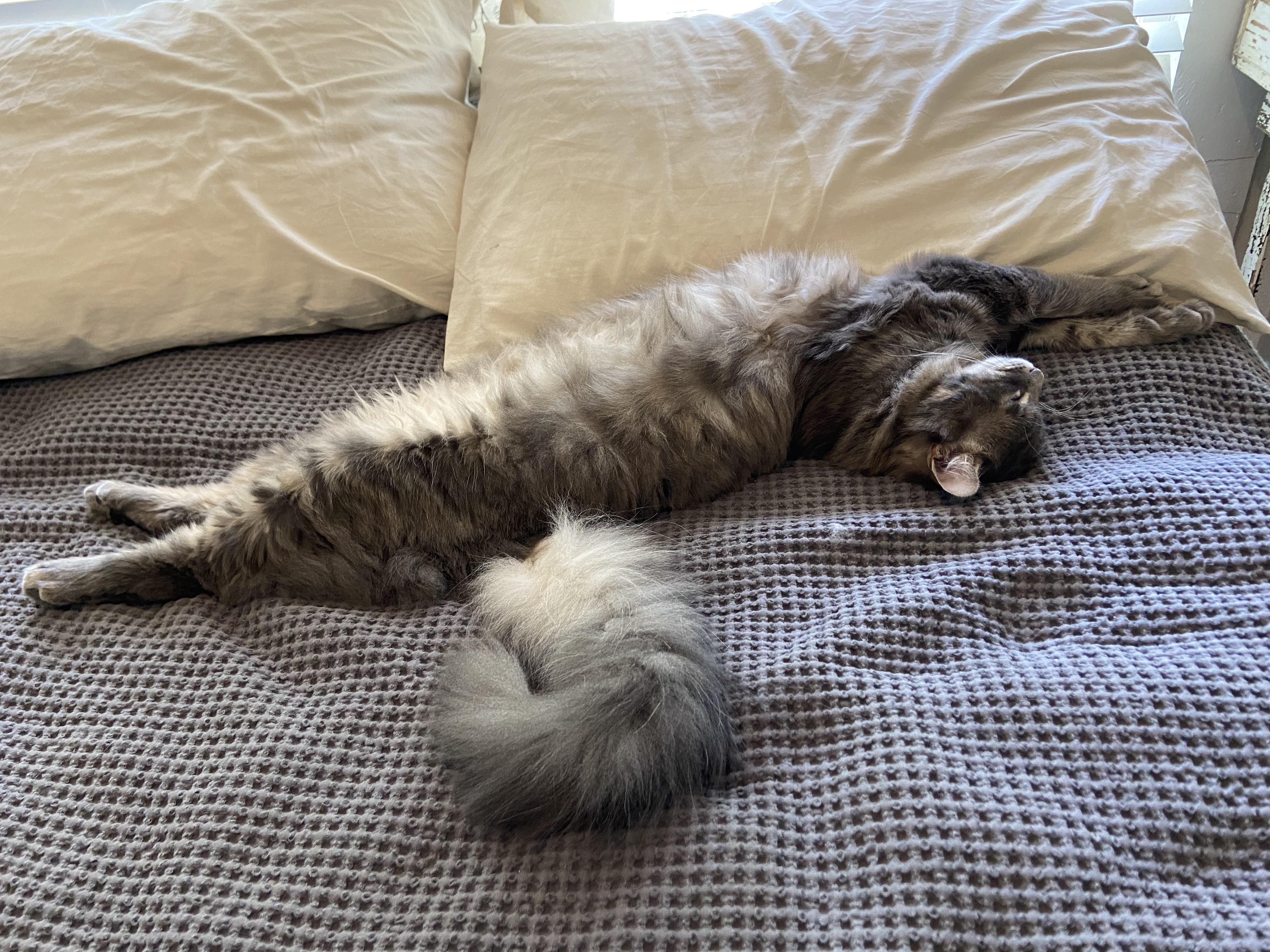 Discover more like Floof: On full display and Related Content | Scrolller