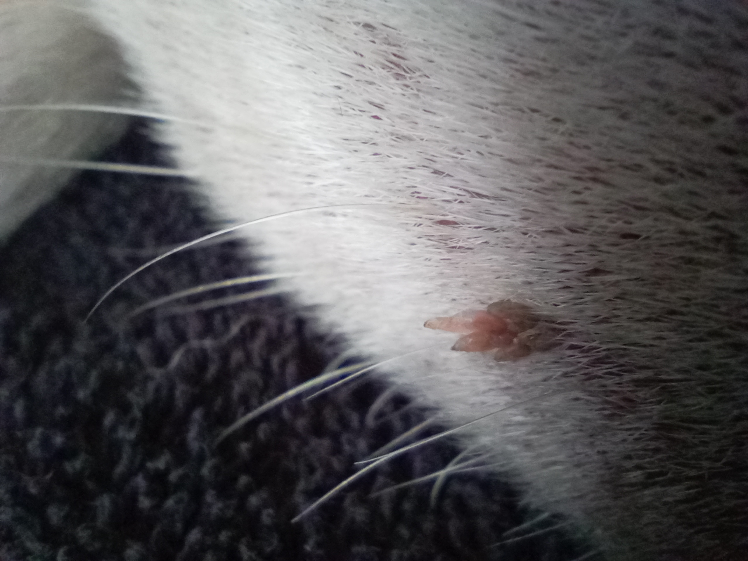 On my Dogs Face, no clue what it is. | Scrolller