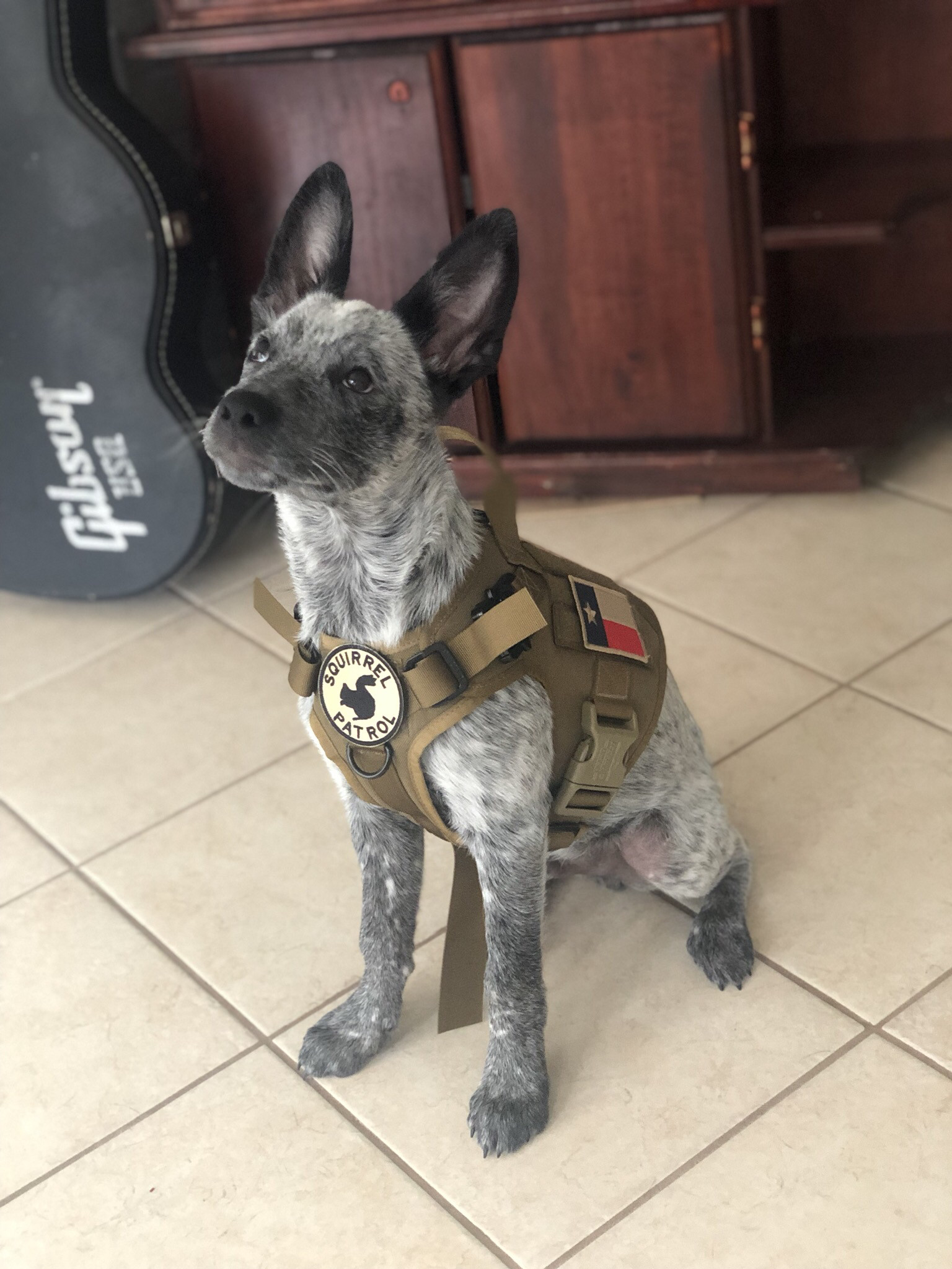 On Squirrel Patrol | Scrolller