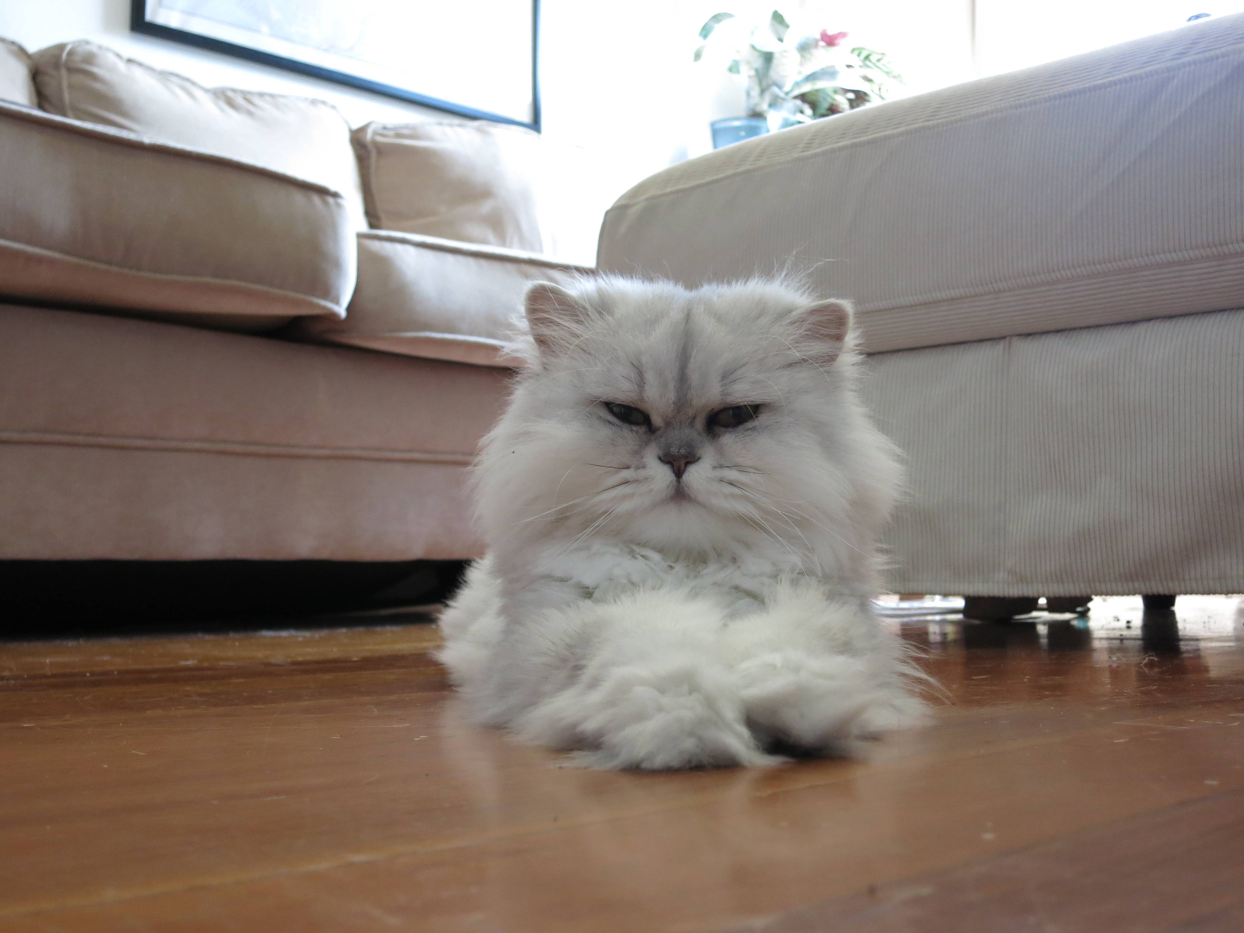 on the floor | Scrolller