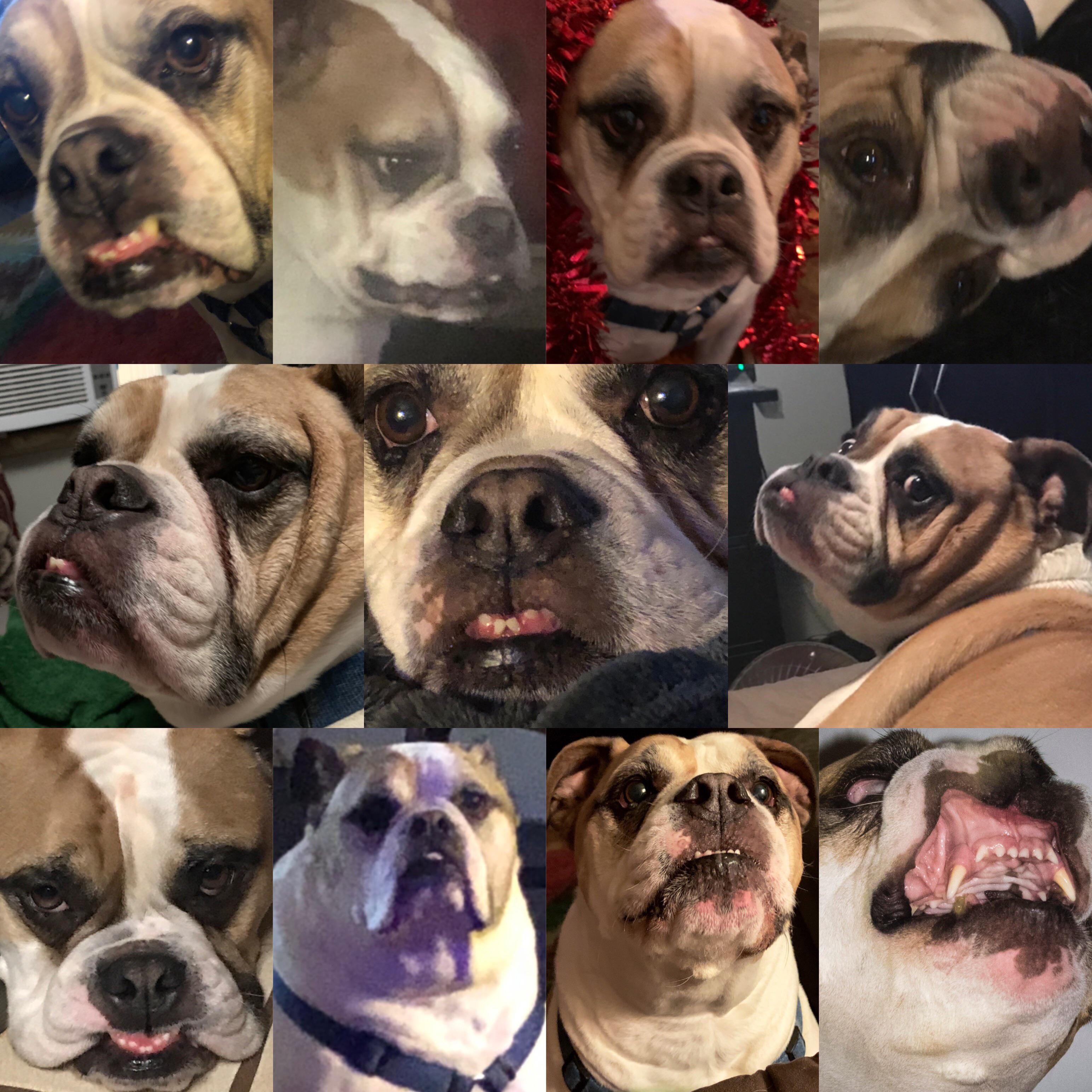 One dog, many faces. | Scrolller