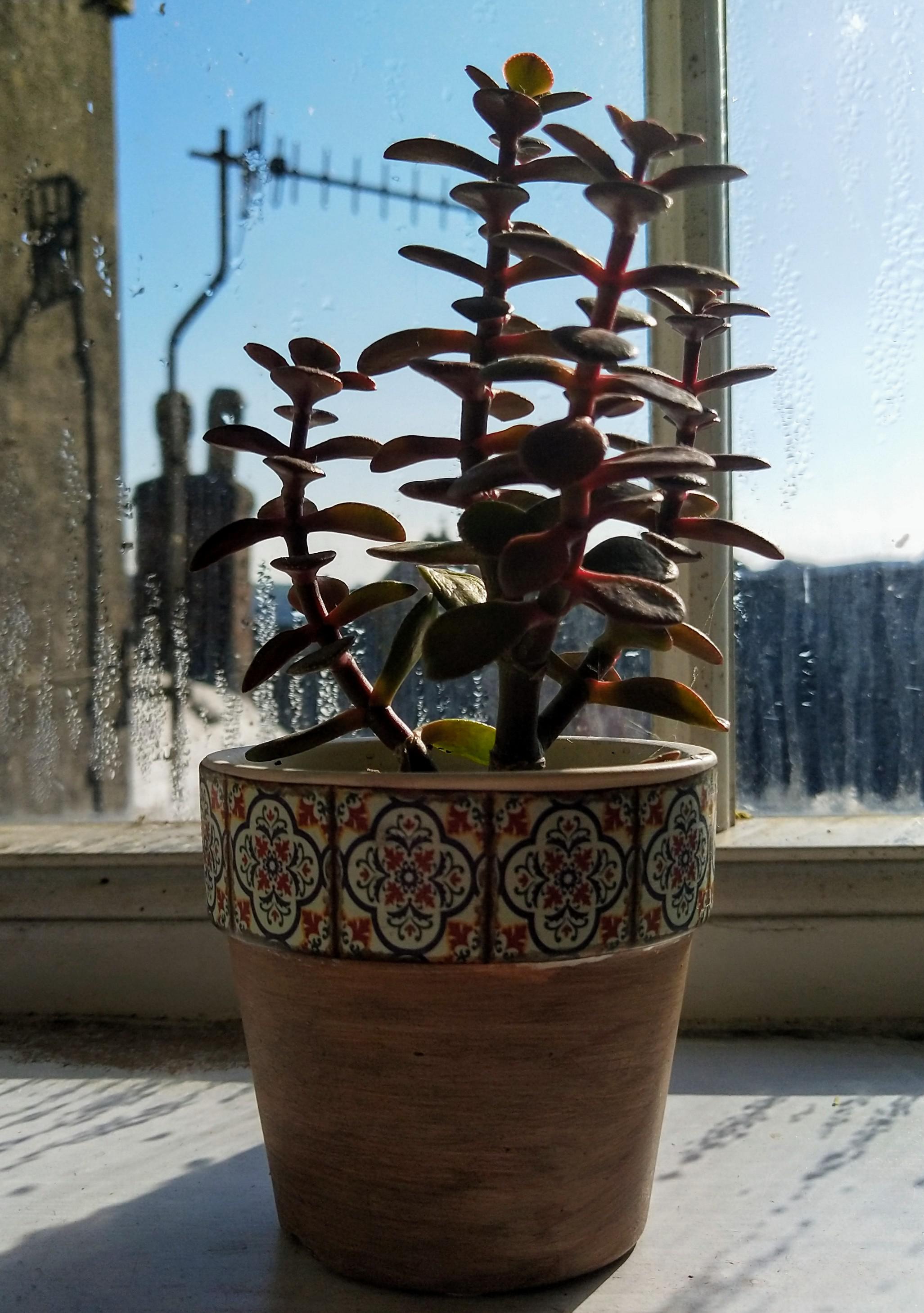 One happy little plant! | Scrolller
