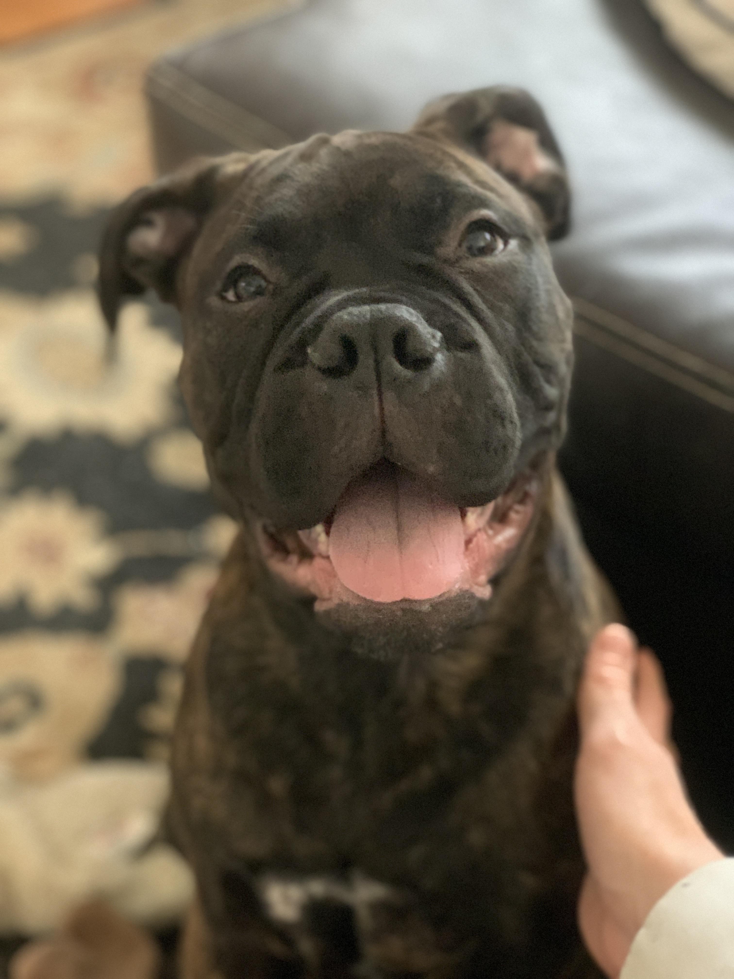 One happy pup | Scrolller