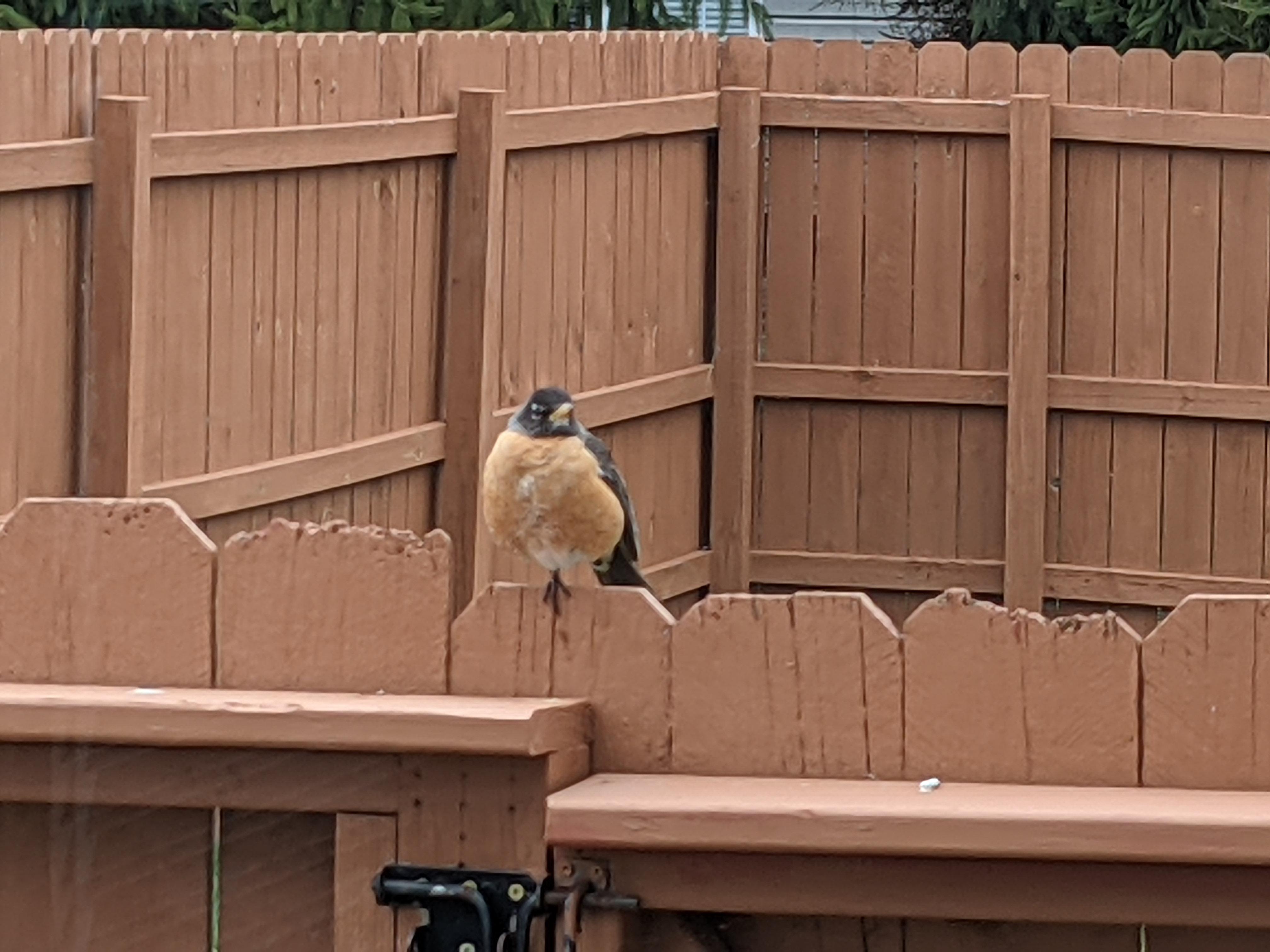 One-legged borb. | Scrolller