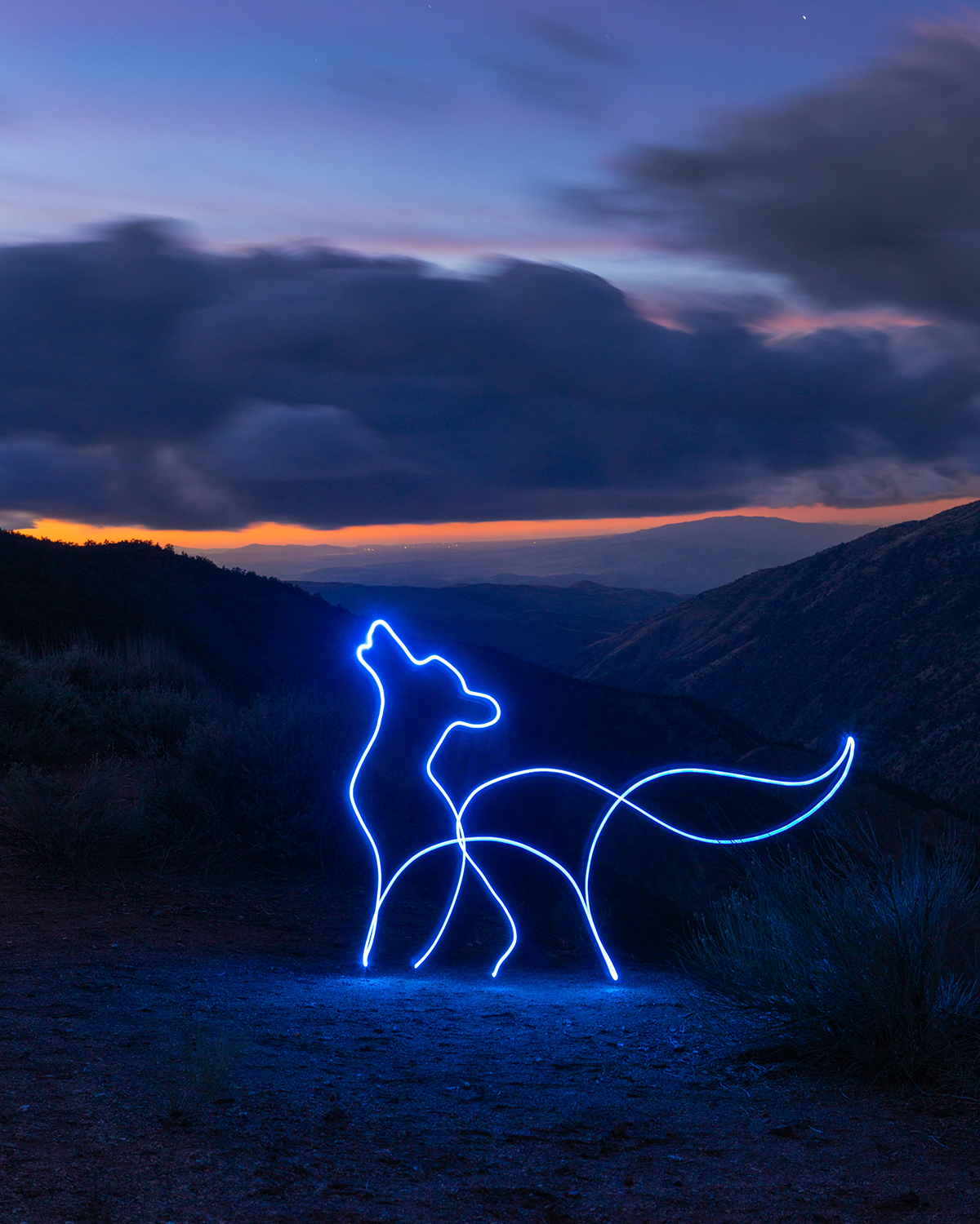 One line light painting of a coyote [OC][1200x1500] | Scrolller