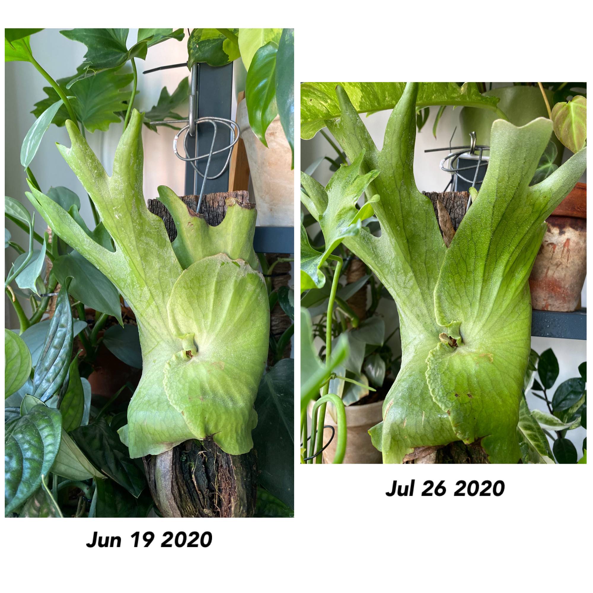 One month’s difference | Scrolller