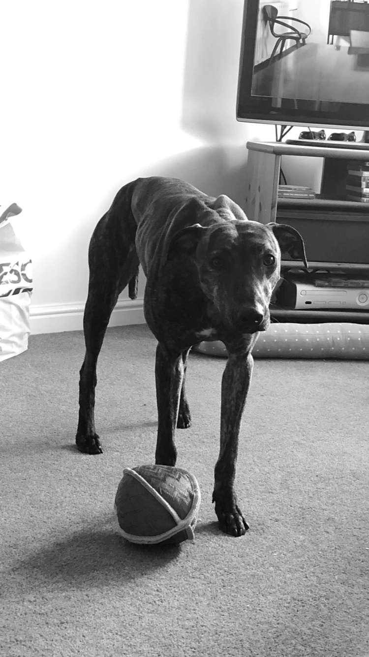 One of our lurchers. Pitbull x Greyhound x Whippet. | Scrolller