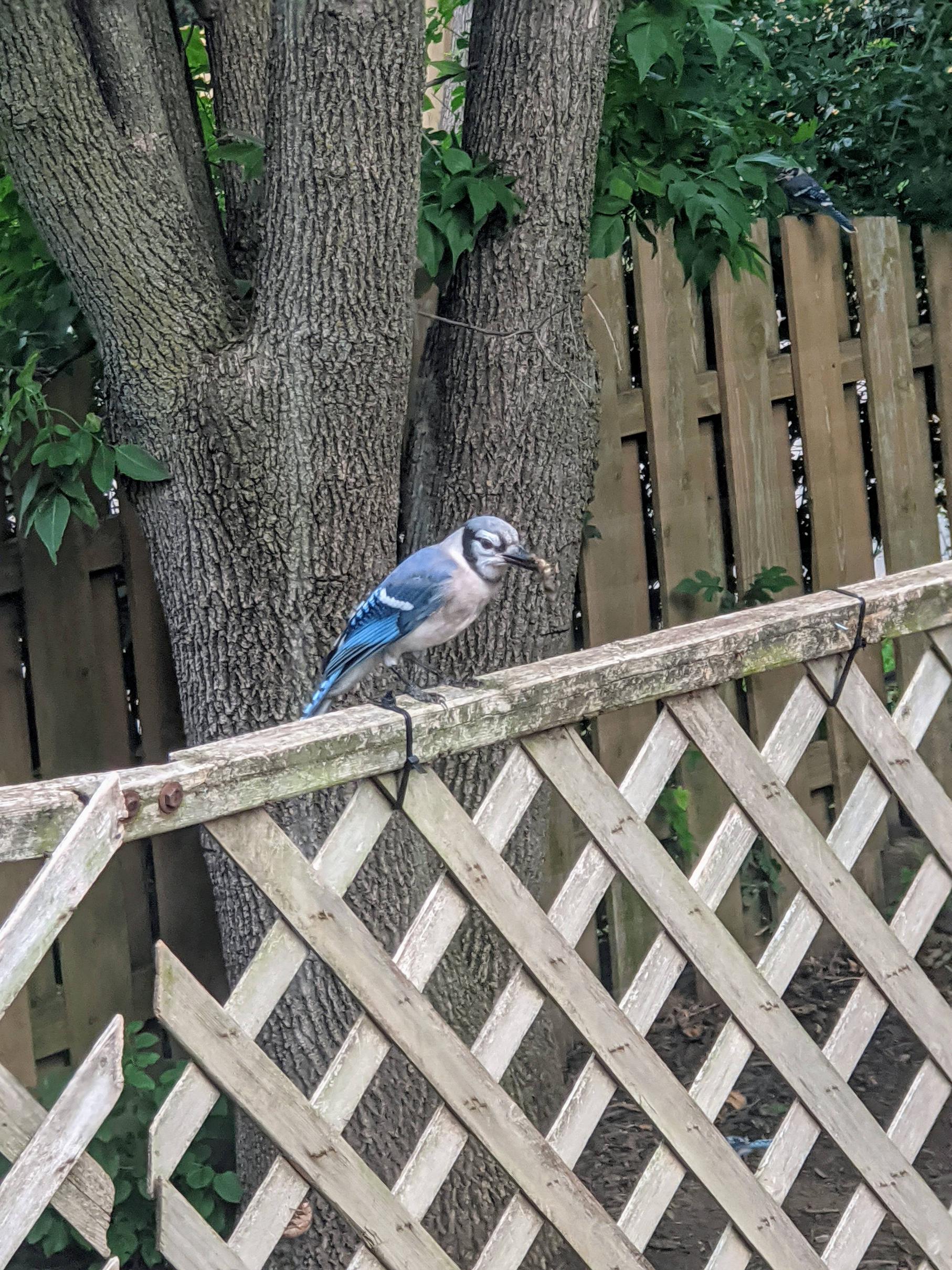 One of the first Blue Jays I've seen here, from this morning. A family of four visited! | Scrolller