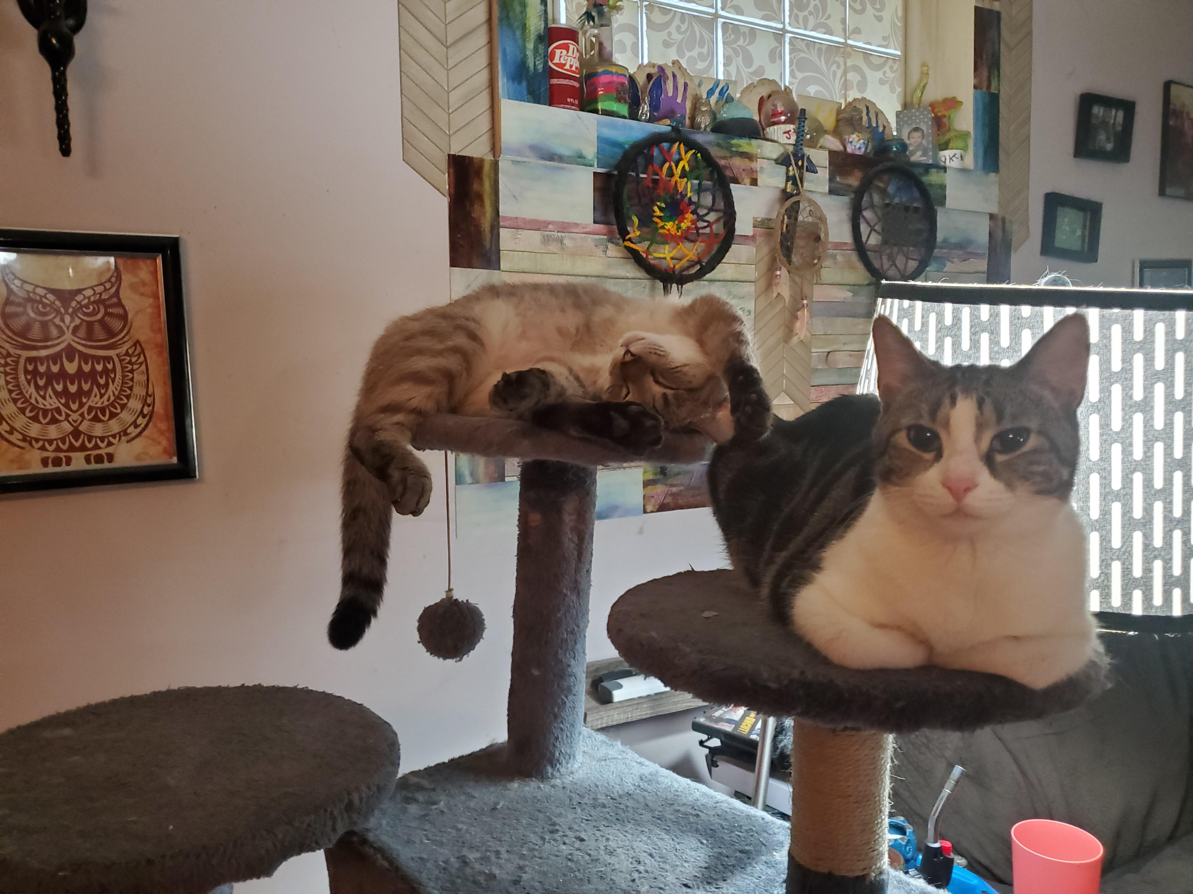 One perfectly round loaf and one that did it's own thing. | Scrolller