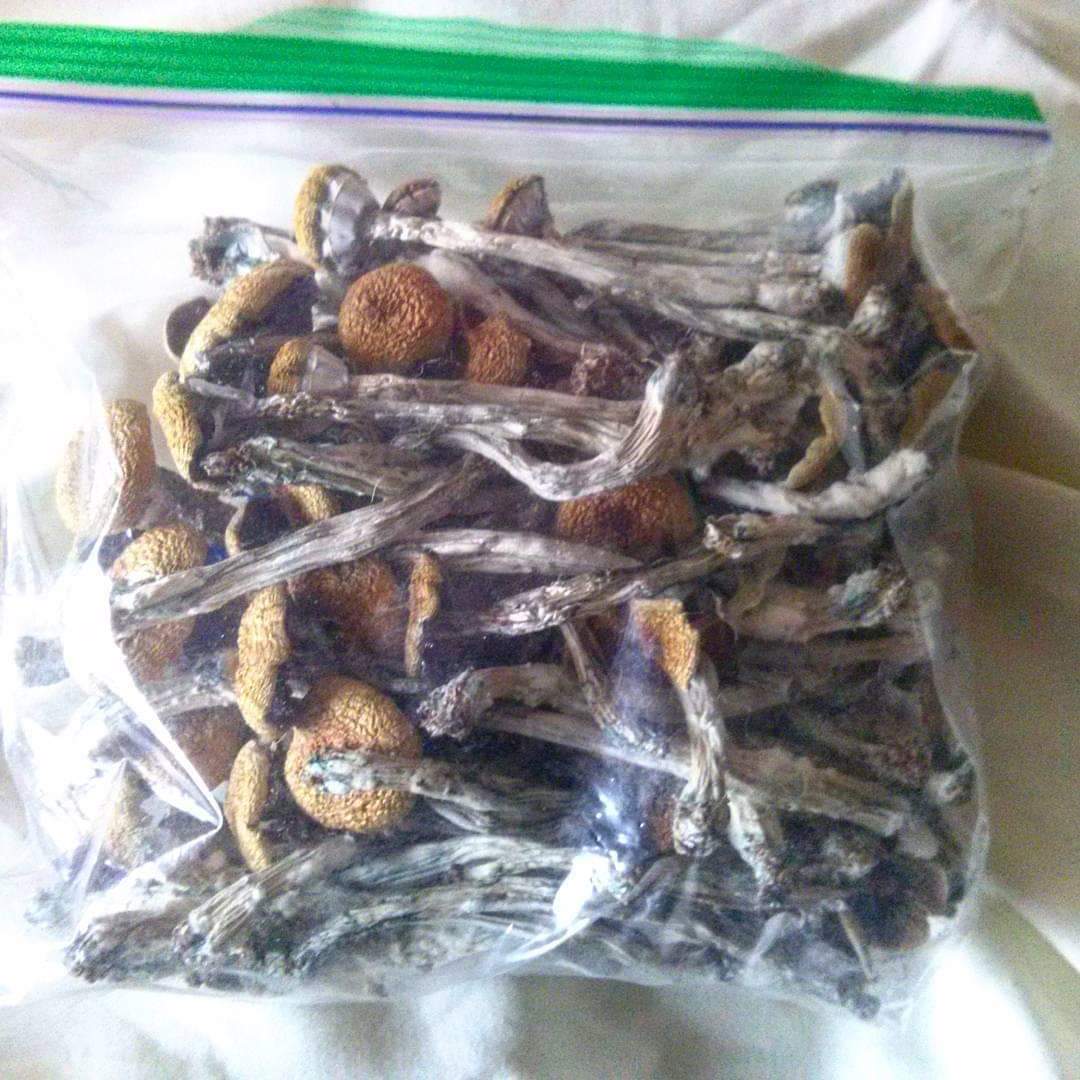 One successful Oz of mushies.. my passion for shrooms | Scrolller