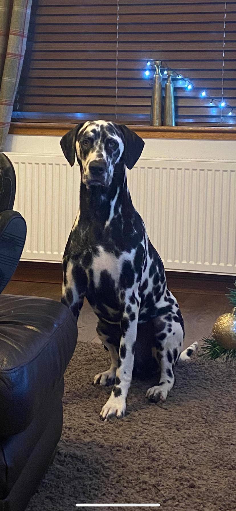 One third Dalmatian. One third giraffe. One third resting bitch face. | Scrolller