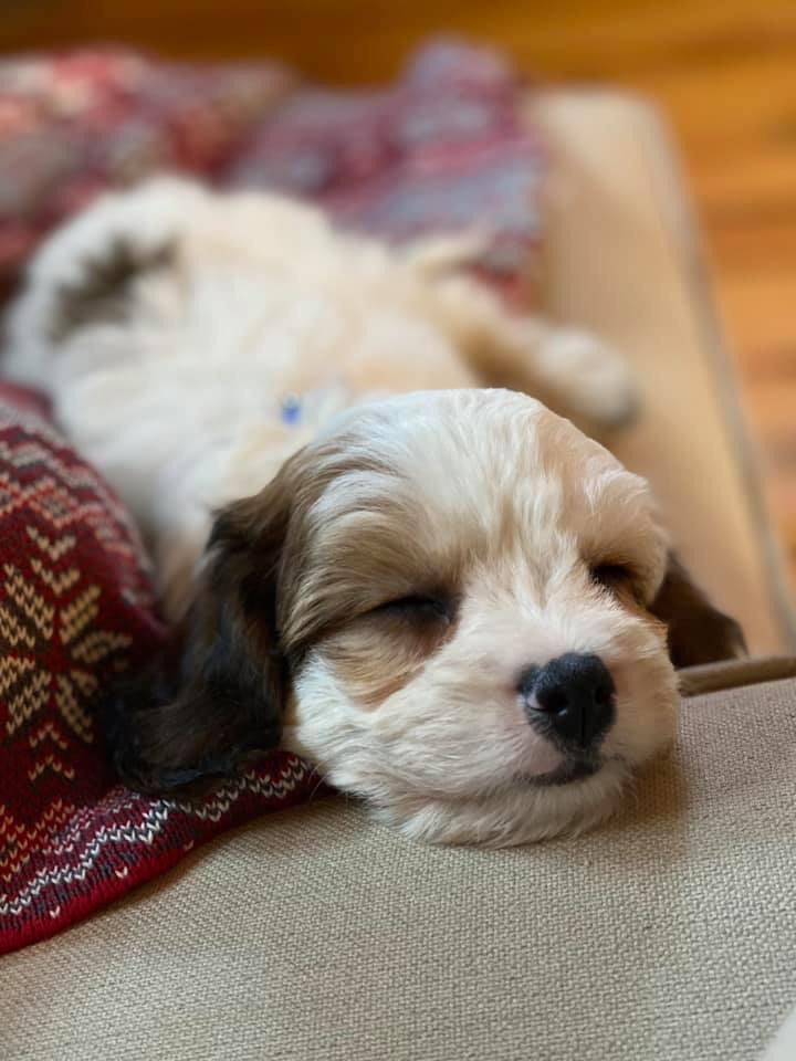 One tired puppy | Scrolller