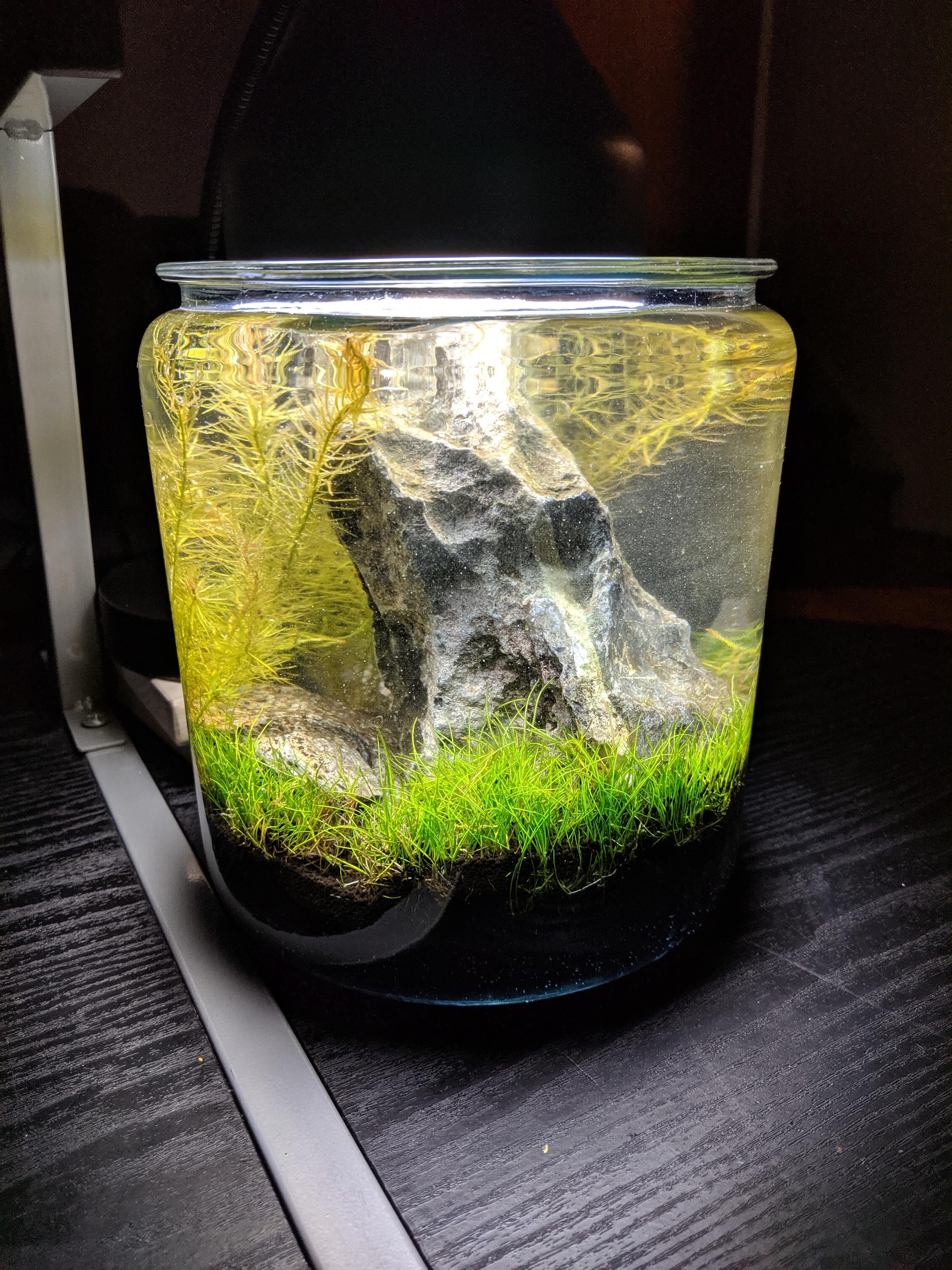 One week into my first Jarrarium experiment | Scrolller