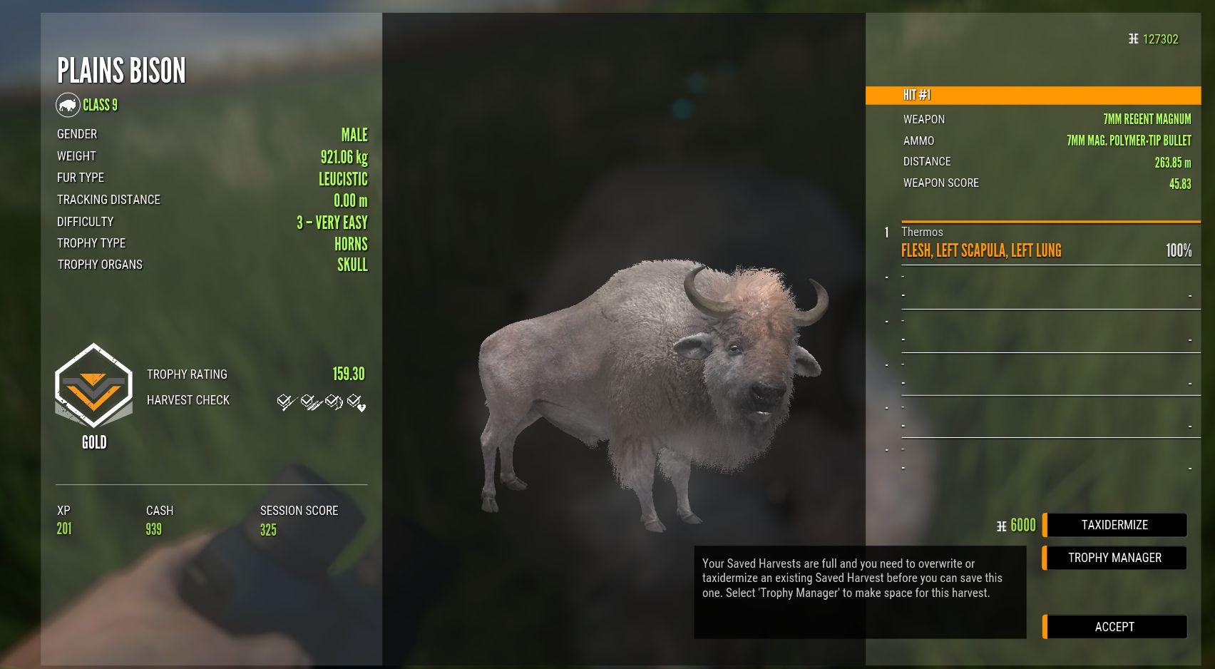Only a gold, but still a beautiful leucistic Plains Bison | Scrolller