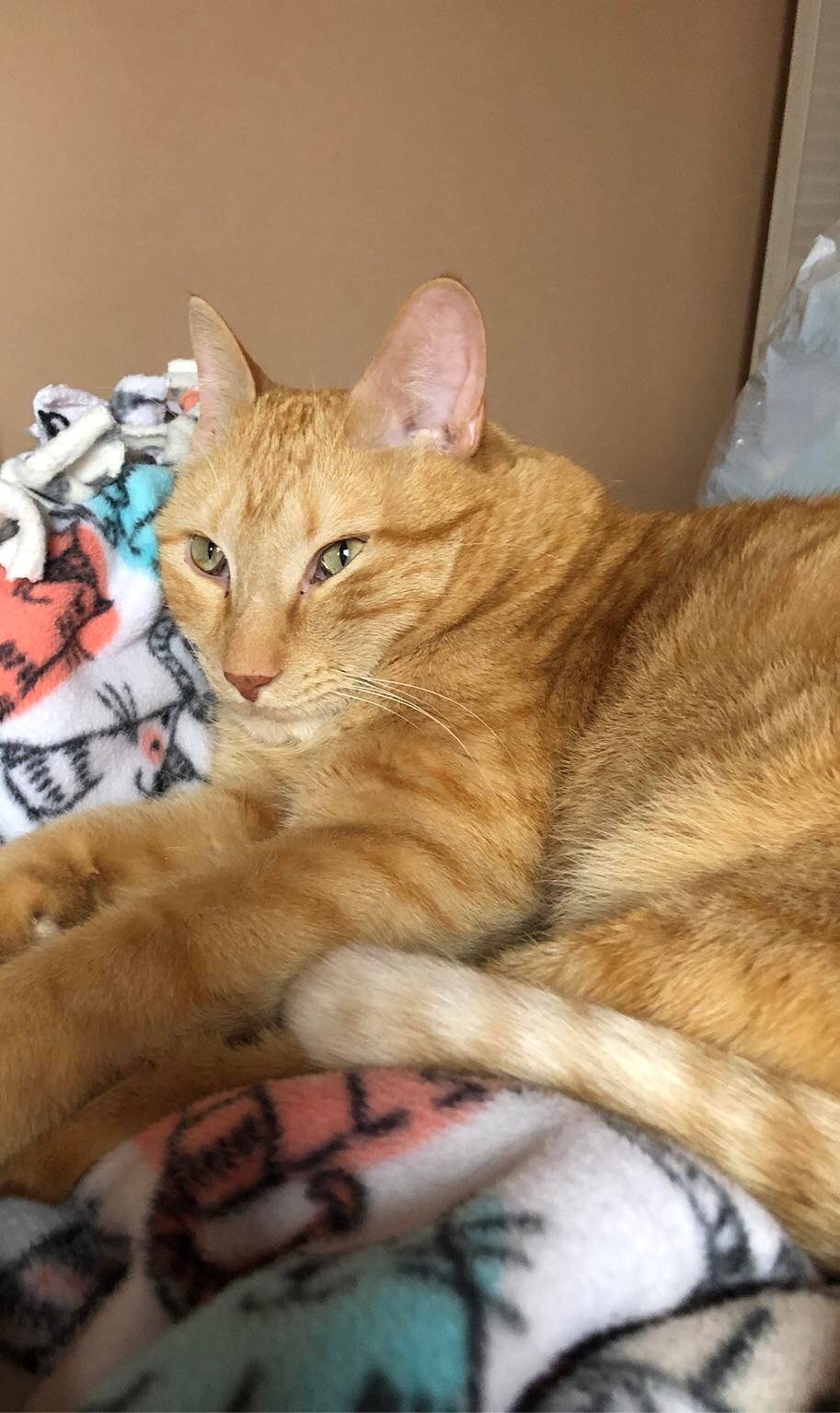 Only mildly disturbed from his nap | Scrolller