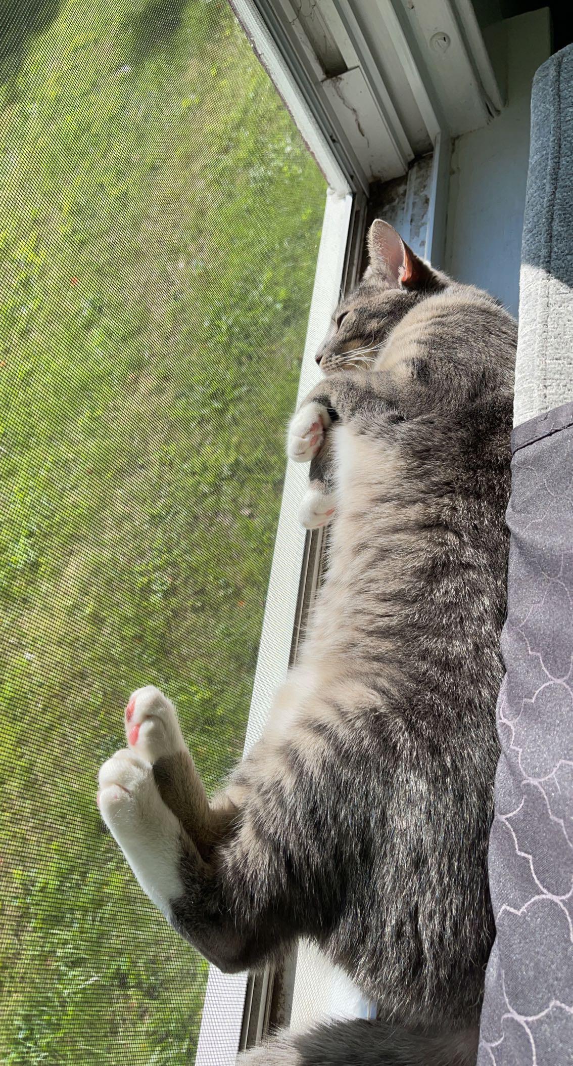 Open window means long naps | Scrolller