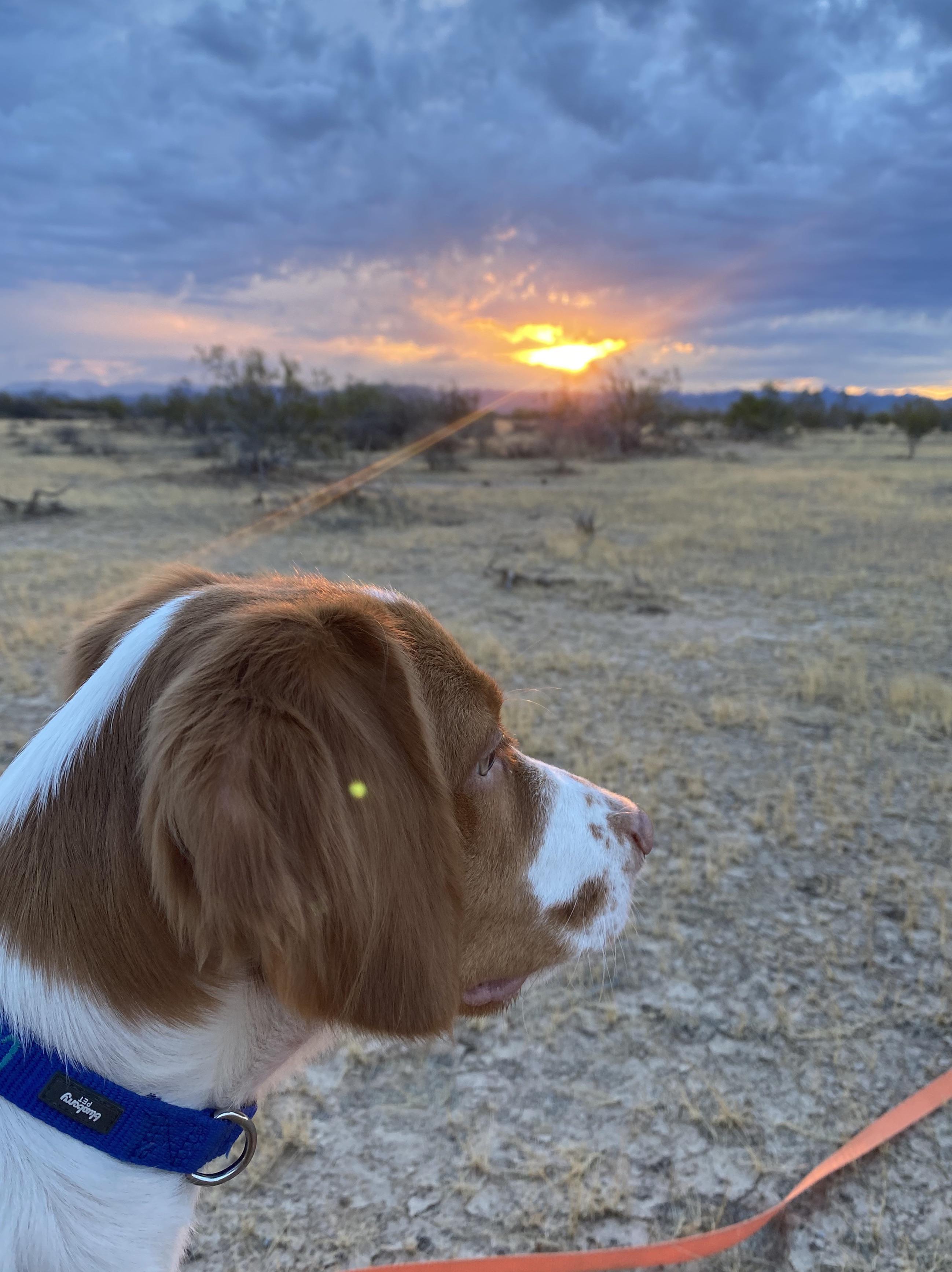 Opening day dove in AZ | Scrolller