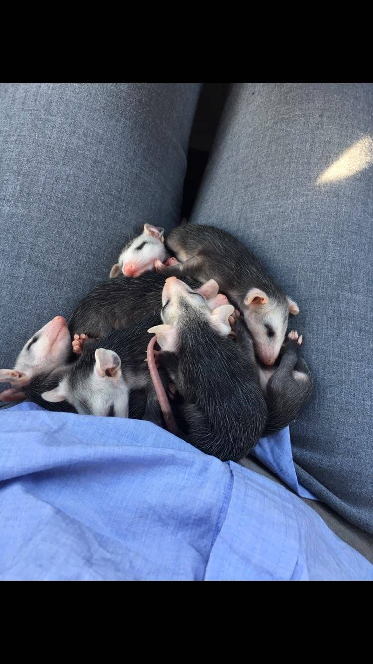 Opossum pile! | Scrolller