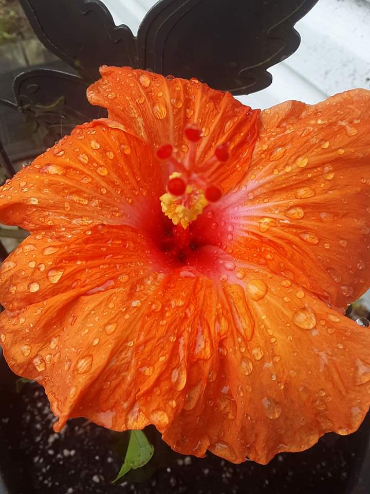 Orange Hibiscus [oc] | Scrolller