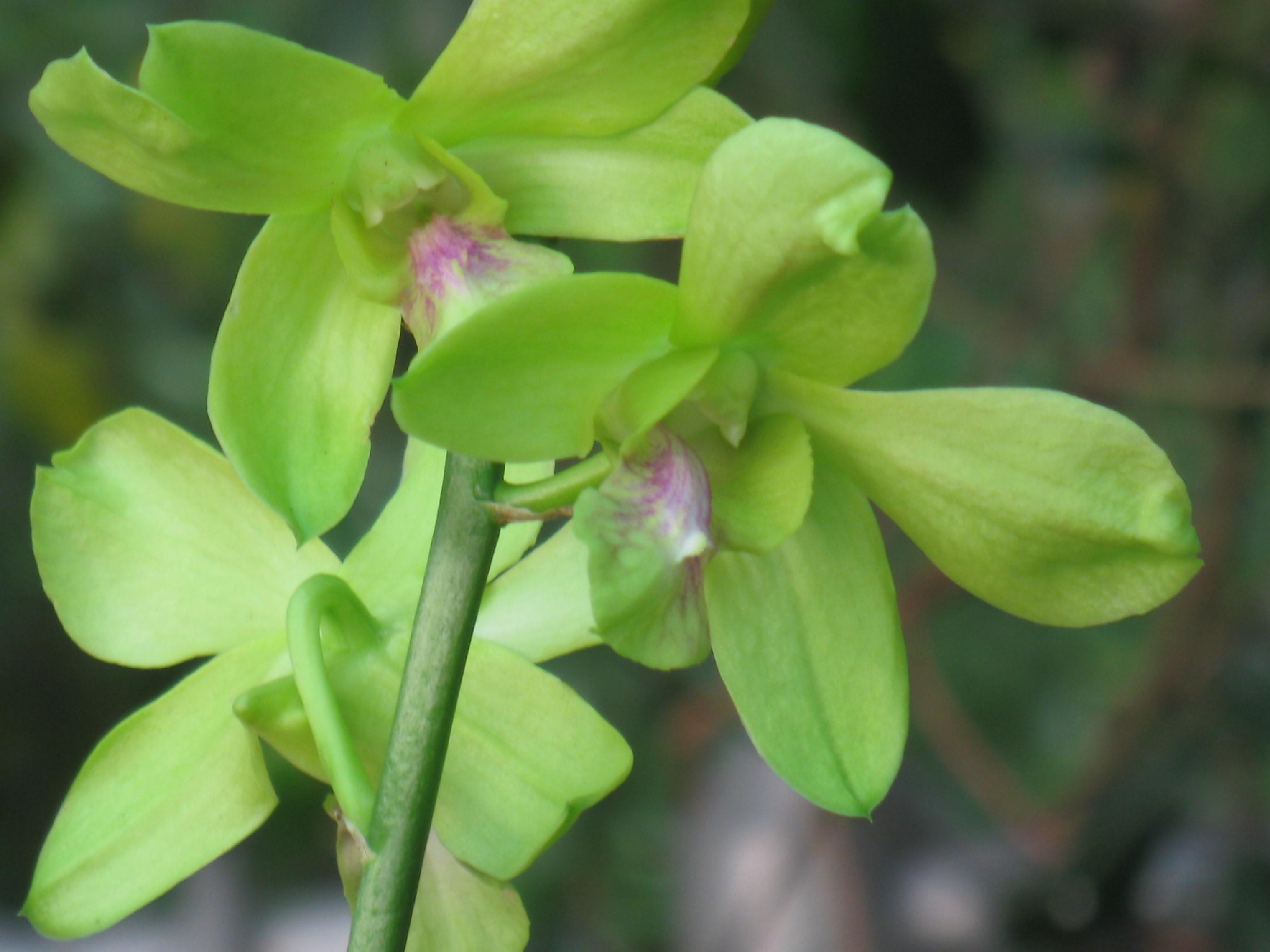 Orchid Bloom | Scrolller