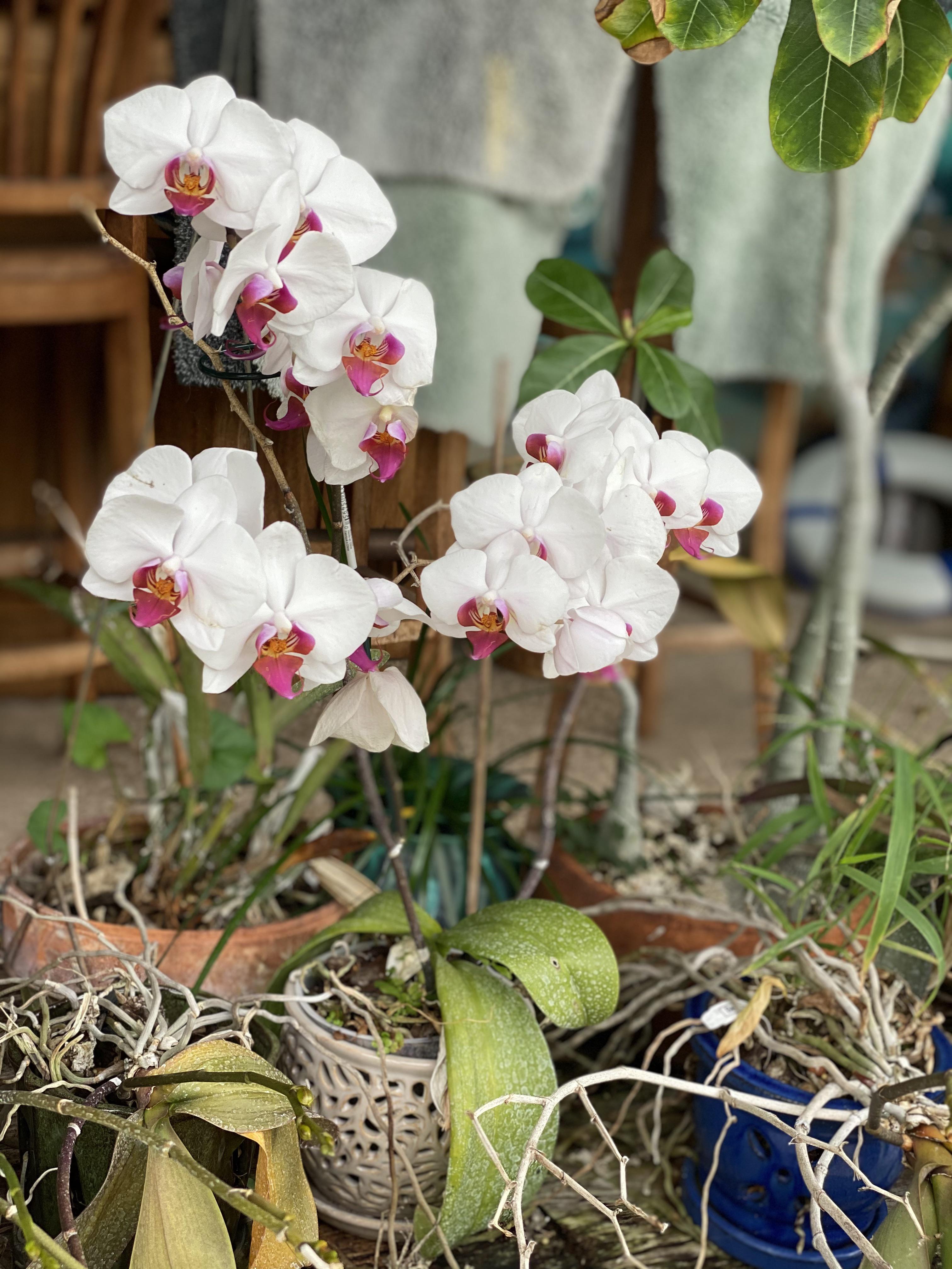 Orchids in bloom | Scrolller