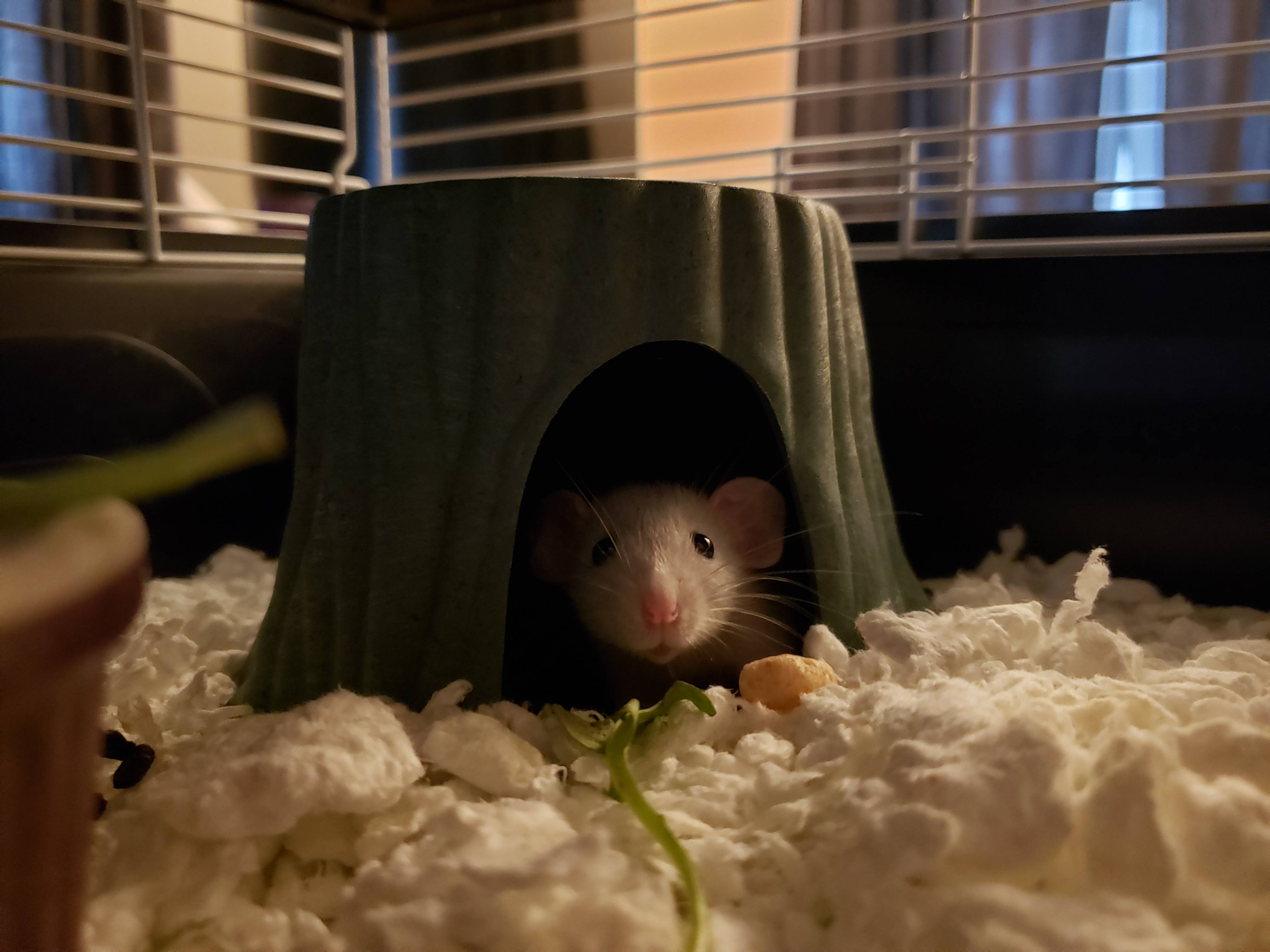 Ori peaking out | Scrolller