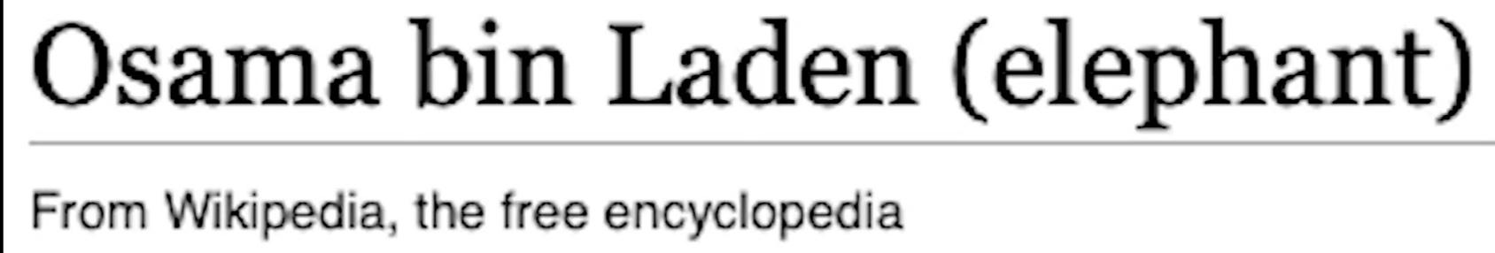 Osama bin Laden (elephant) | Scrolller