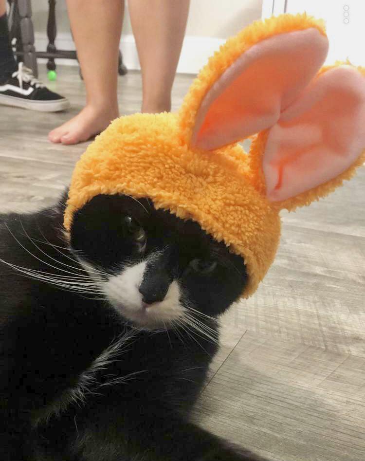 Oscar the docile little bunny | Scrolller