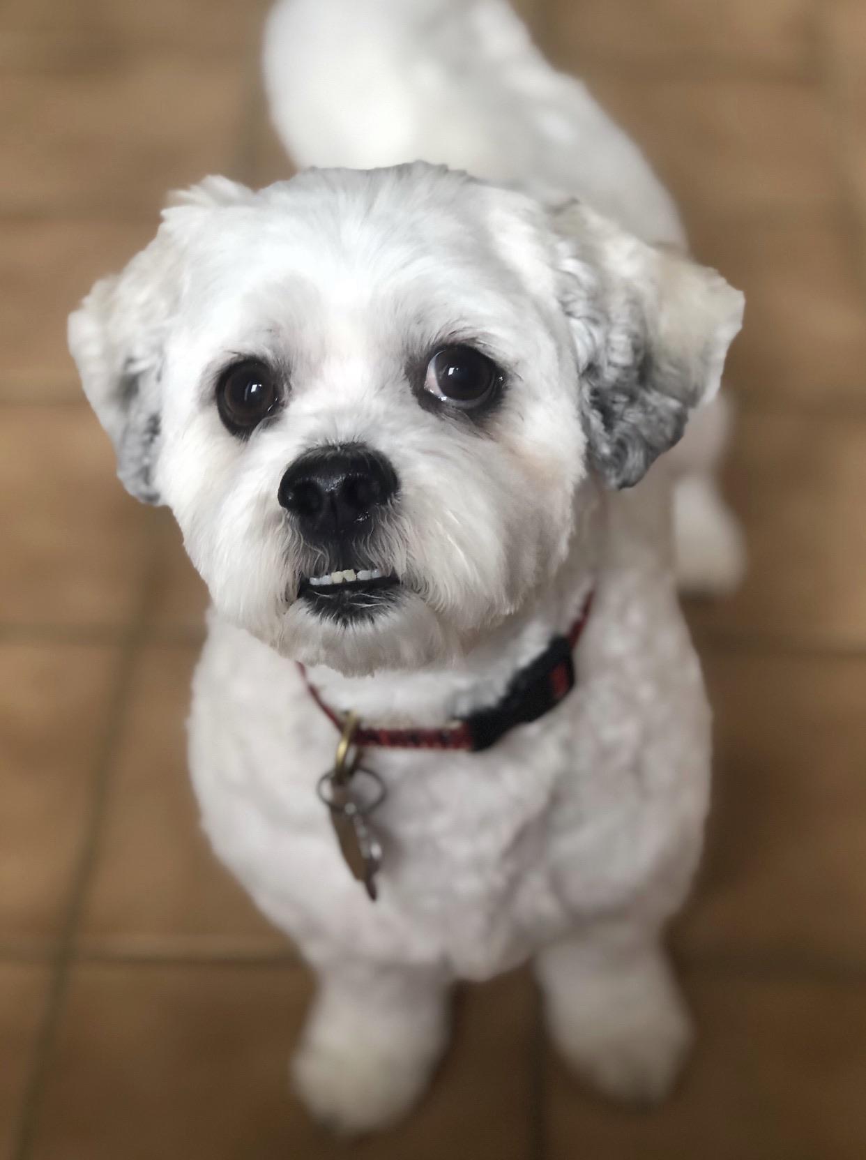 Oso got his summer cut! The fluff is gone, and he’s so handsome 💕 | Scrolller