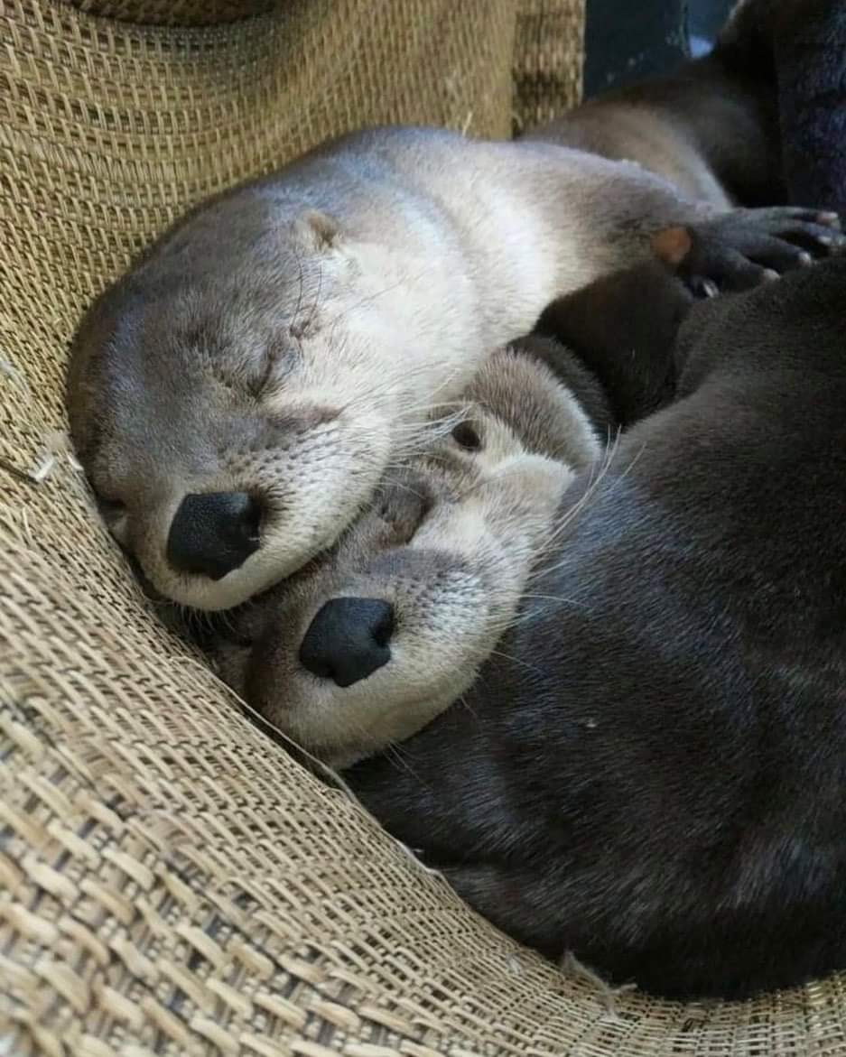 Otter cuddle puddle | Scrolller