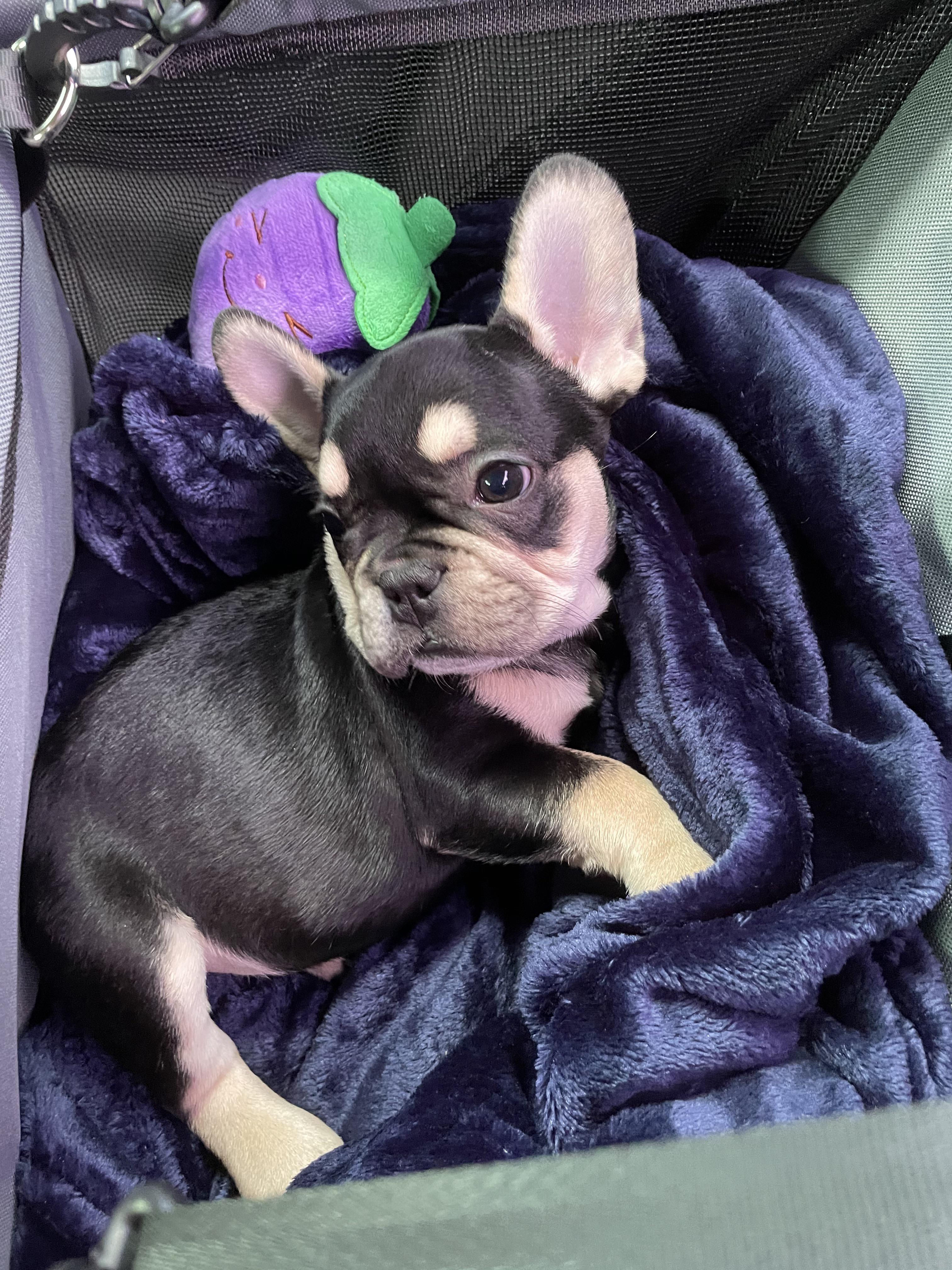 Our 10 week old Frenchie 💗🥺 | Scrolller
