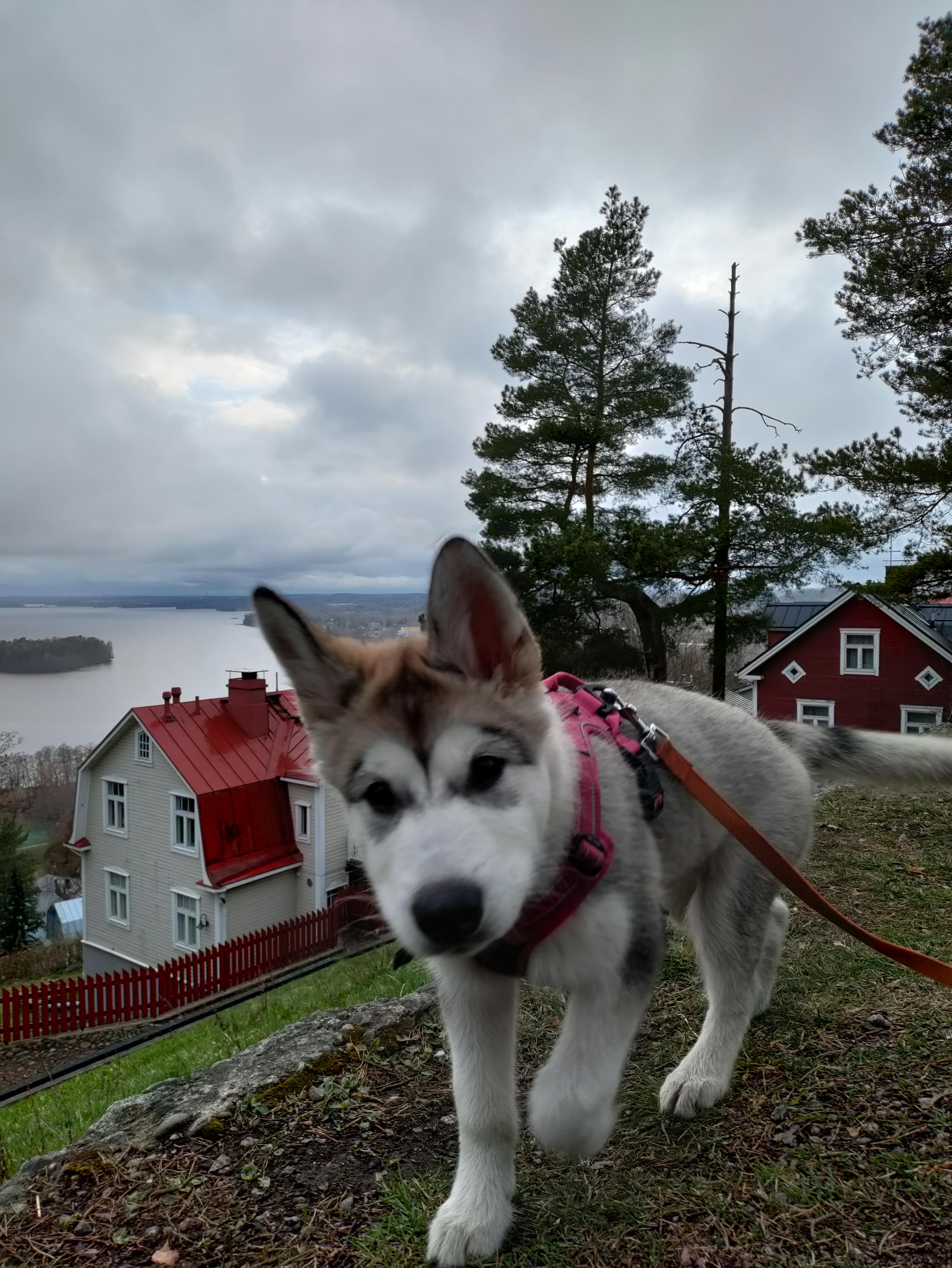 Our 13 week old Siru girl | Scrolller