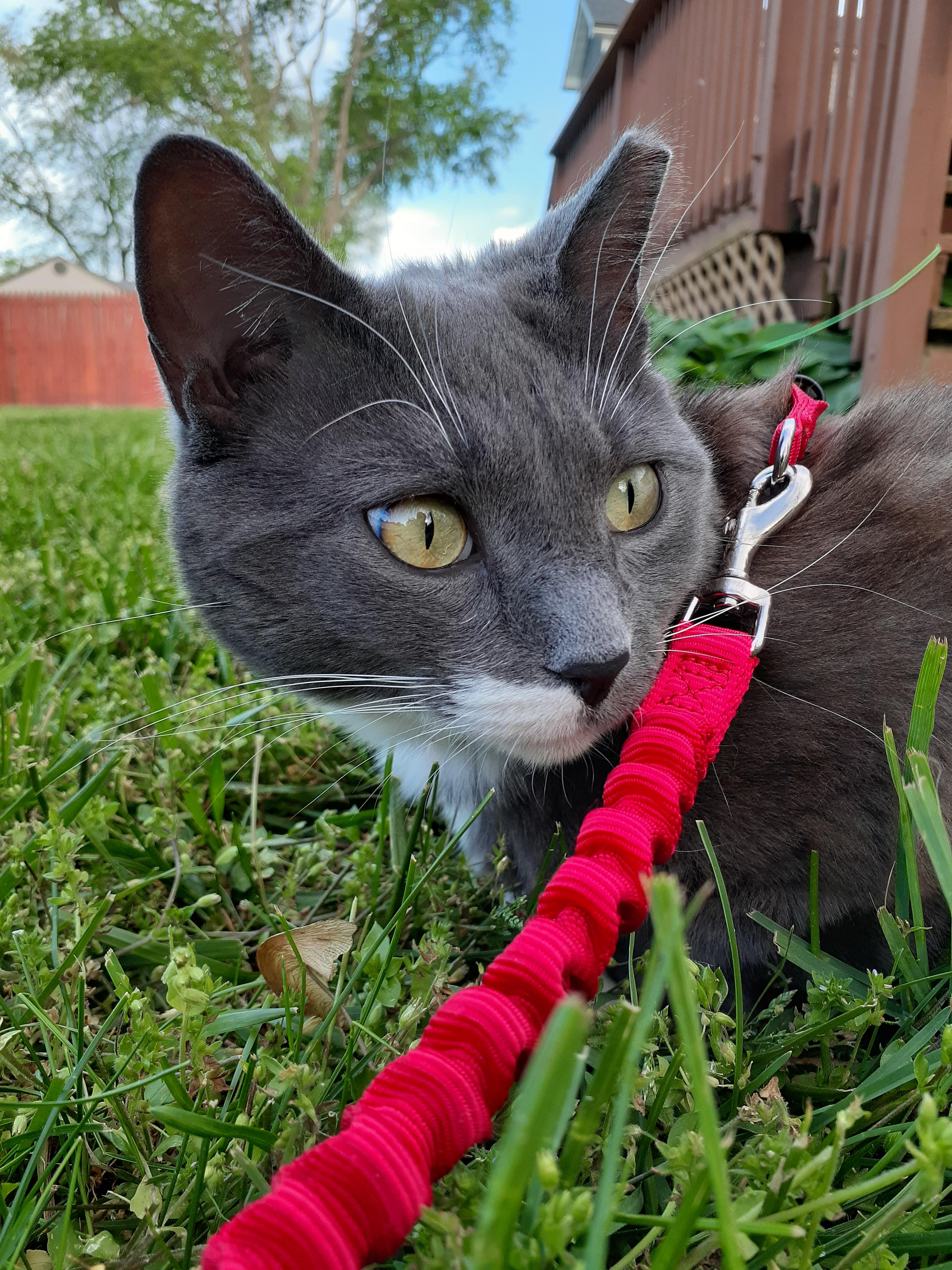 Our after dinner adventure in the yard looking for birds. | Scrolller