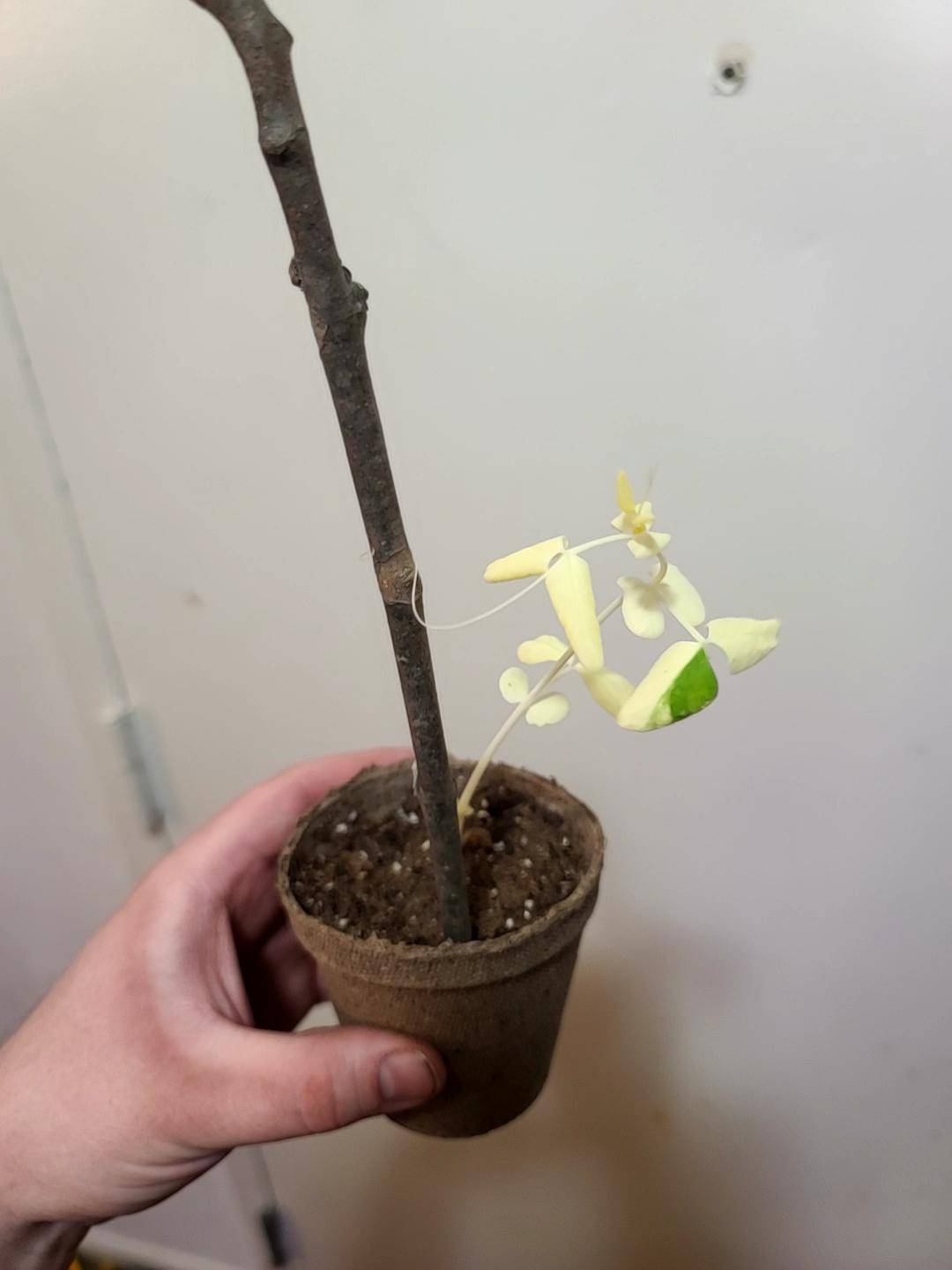Our albino snap pea plant with almost half of a green leaf | Scrolller