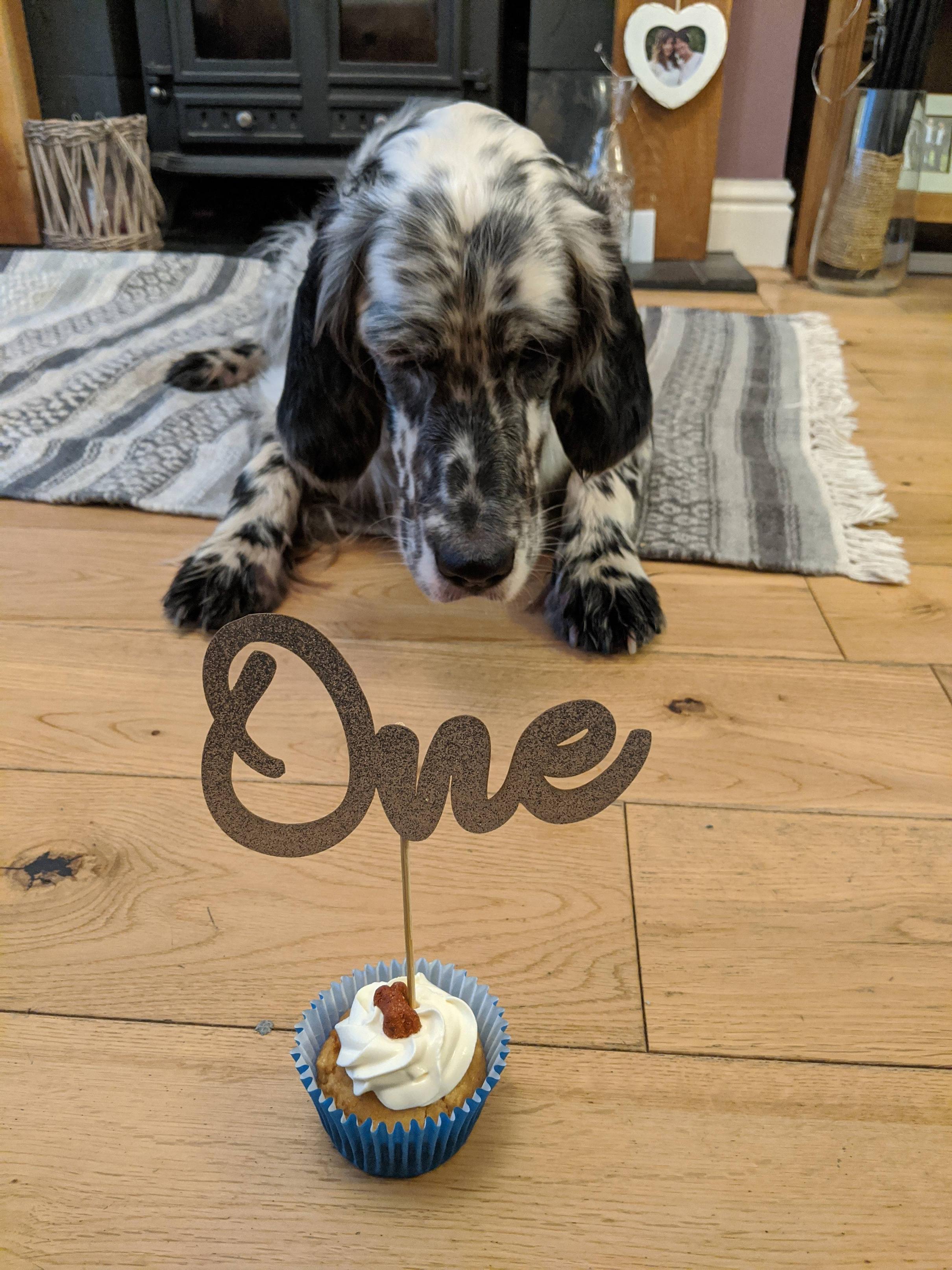 Our beautiful Barney is one today! | Scrolller